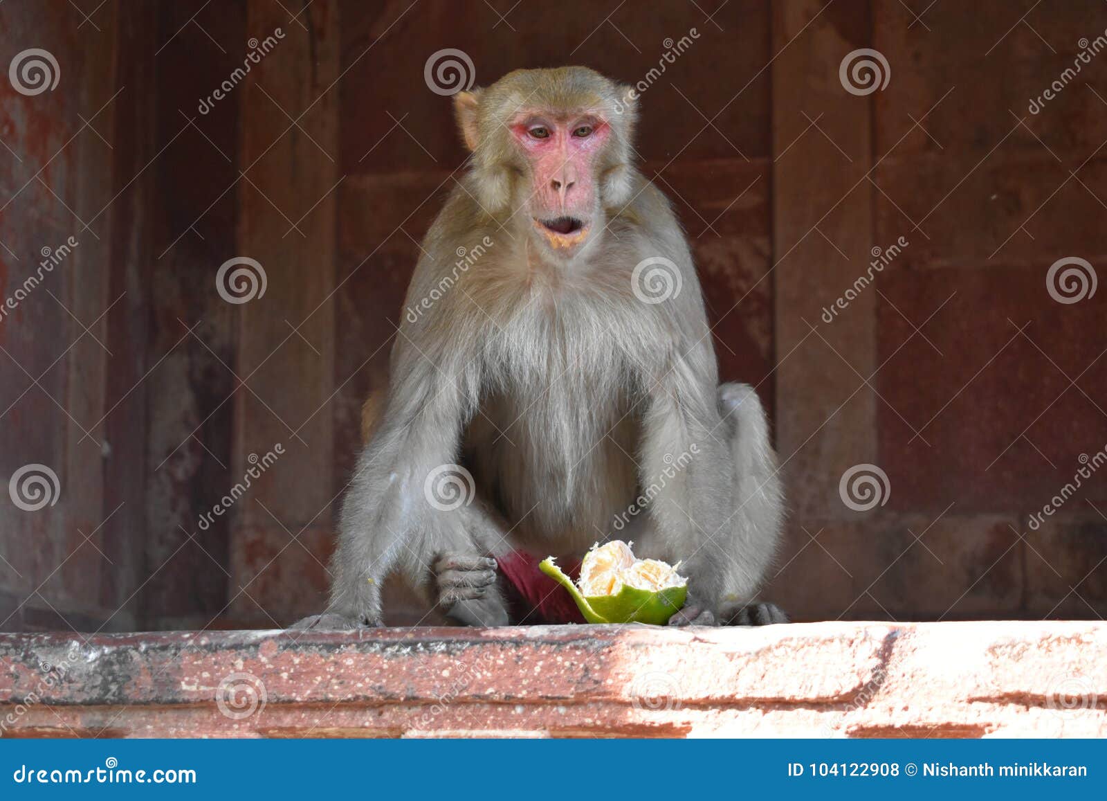 Monkey busy with eating stock photo. Image of monkey - 104122908