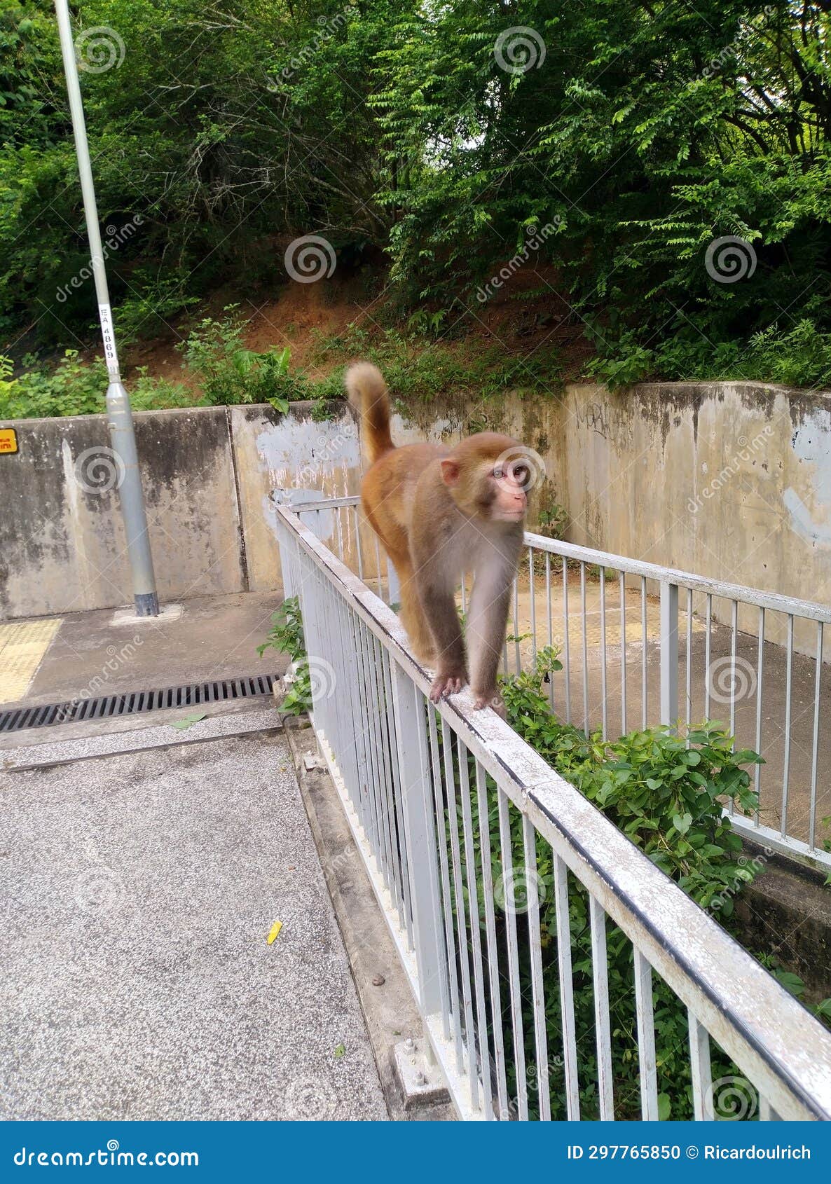 Monkey alone on a bridge stock photo. Image of kong - 297765850
