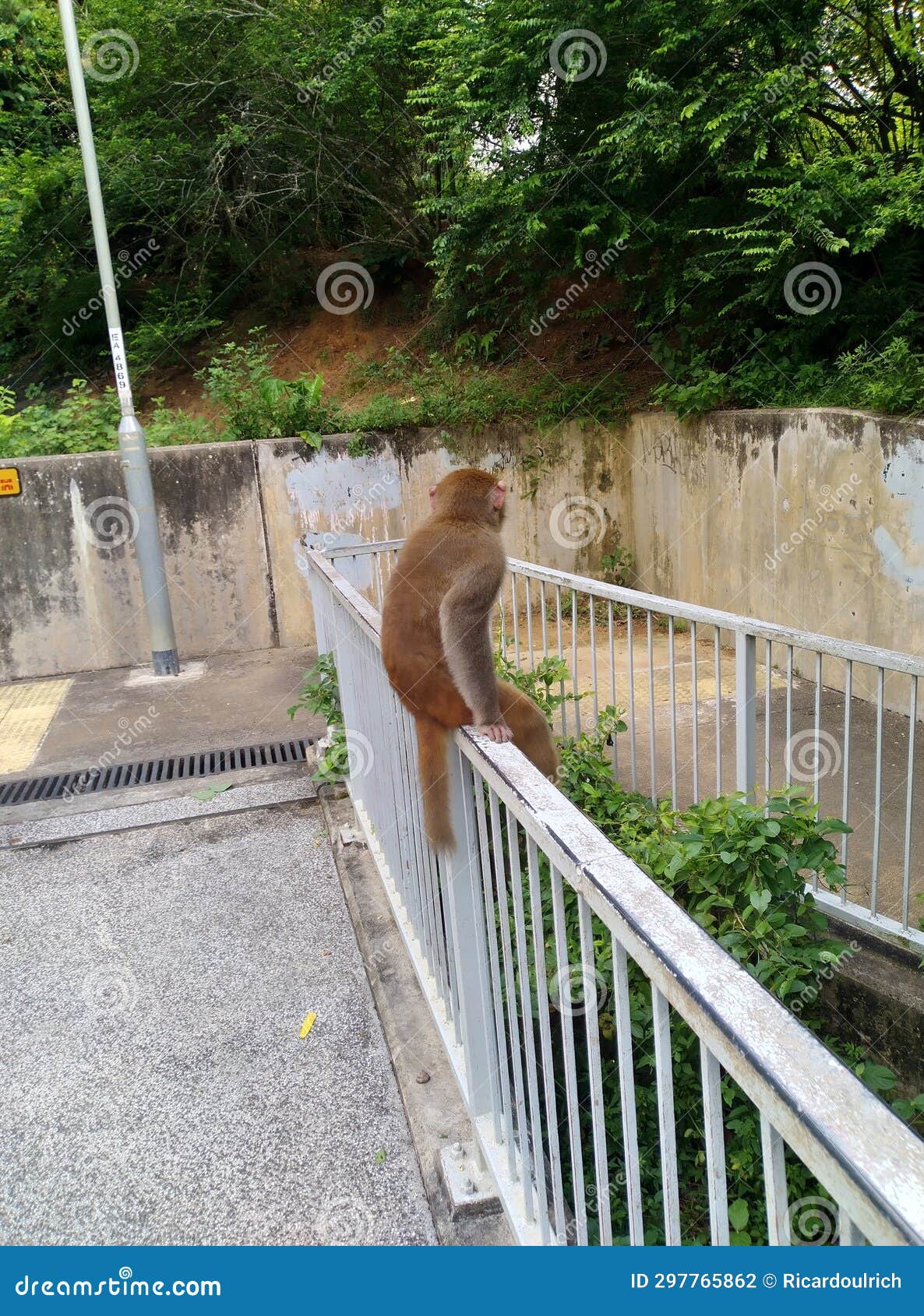 Monkey alone on a bridge stock photo. Image of hong - 297765862