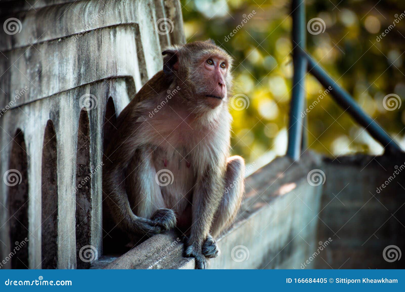 Monkey Alone in the Middle City Cheerfulness Stock Image - Image of ...