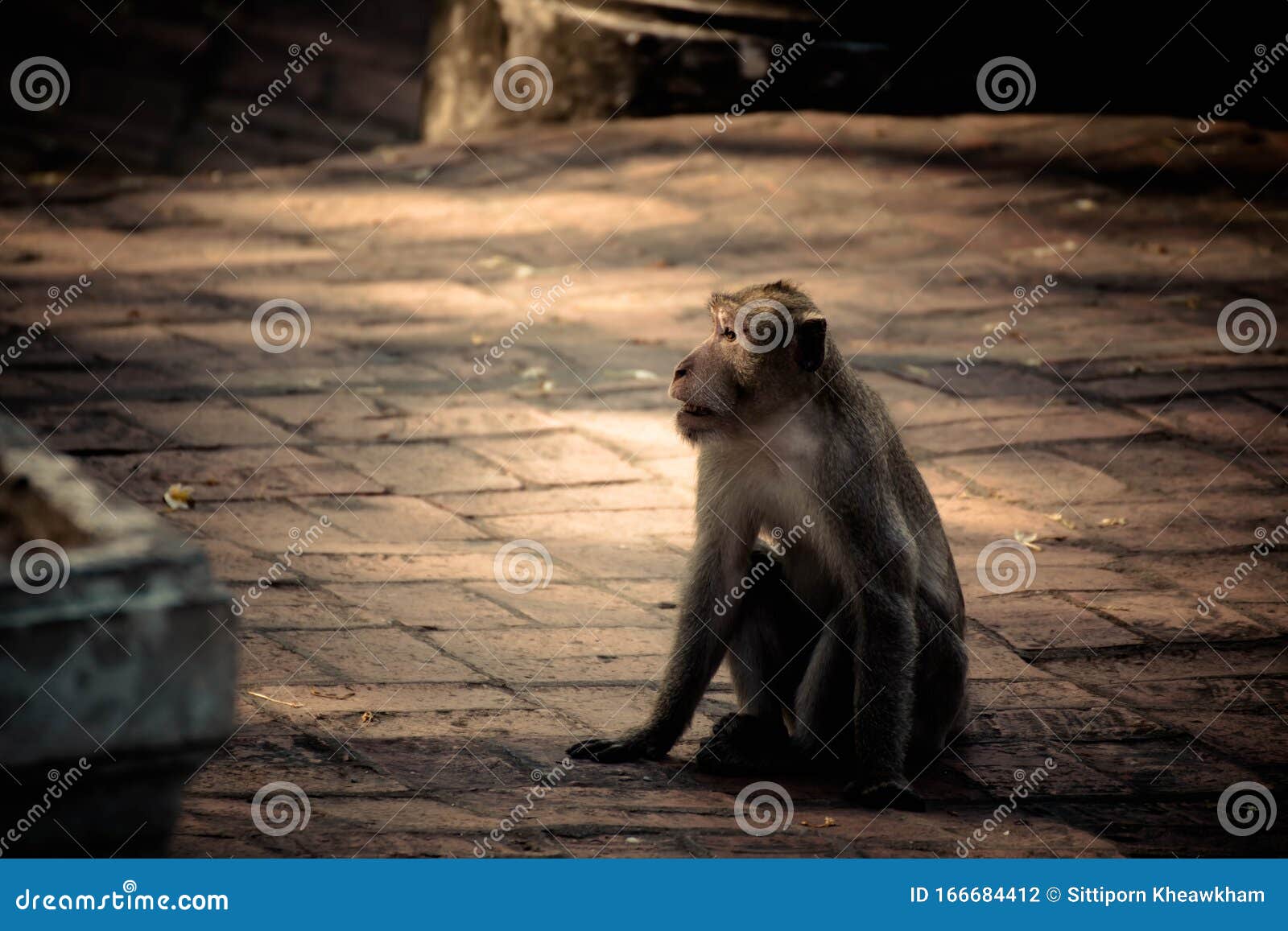 Monkey Alone in the Middle City Cheerfulness Stock Photo - Image of ...