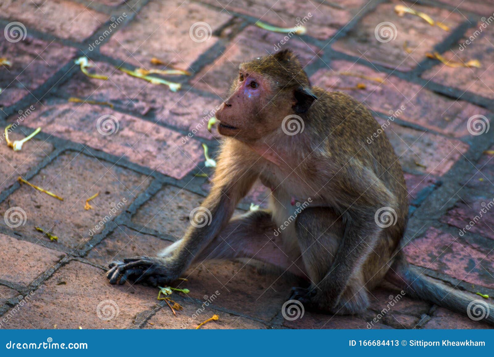 Monkey Alone in the Middle City Cheerfulness Stock Image - Image of ...