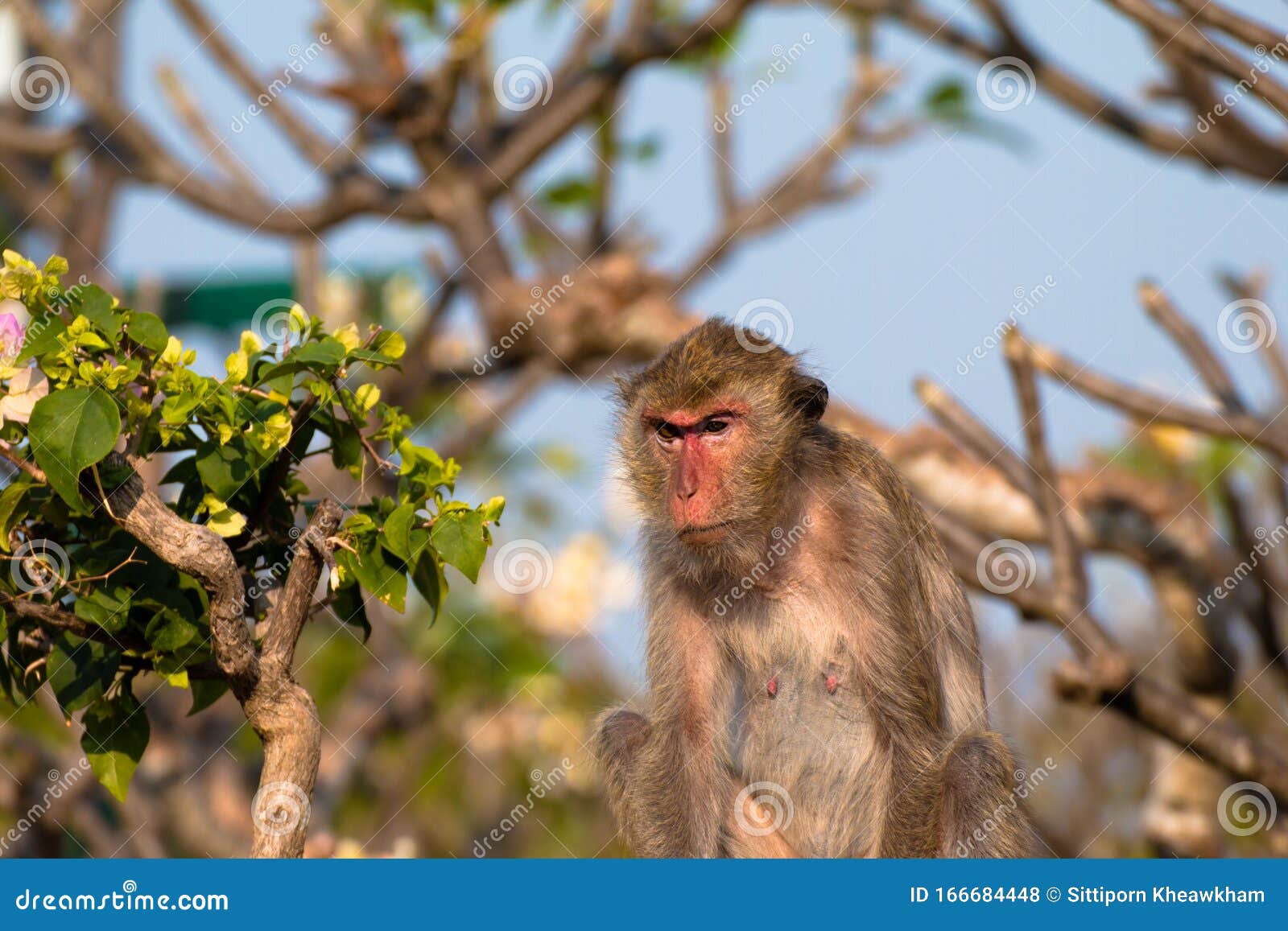 Monkey Alone in the Middle City Cheerfulness Stock Photo - Image of ...