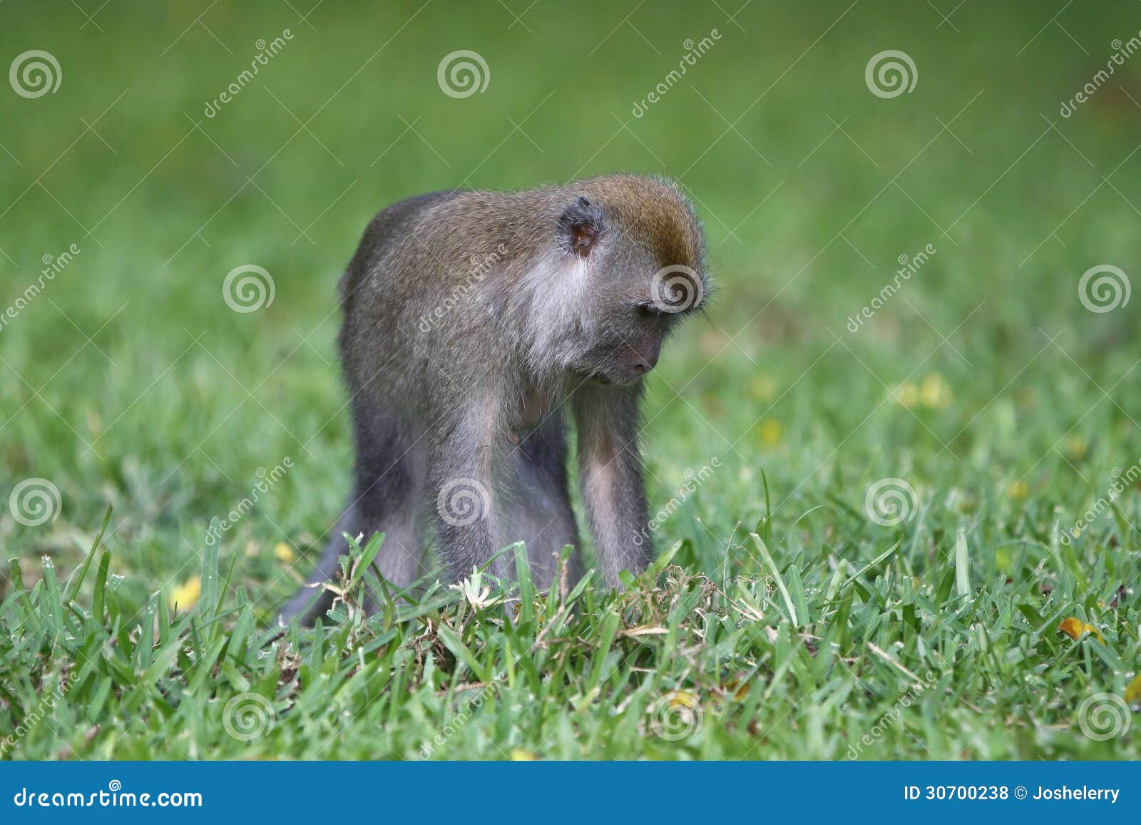 Monkey alone stock photo. Image of jungle, nature, safari - 30700238