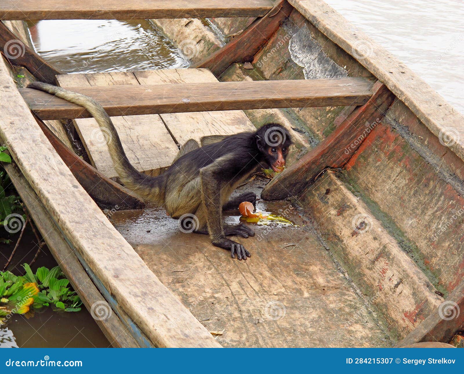 The Monkey in Amazon River, Peru, South America Stock Image - Image of brazil, ecuador: 284215307