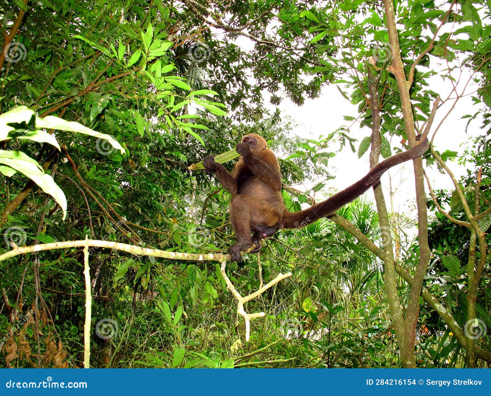 The Monkey in Amazon River, Peru, South America Stock Photo - Image of amazonas, tree: 284216154