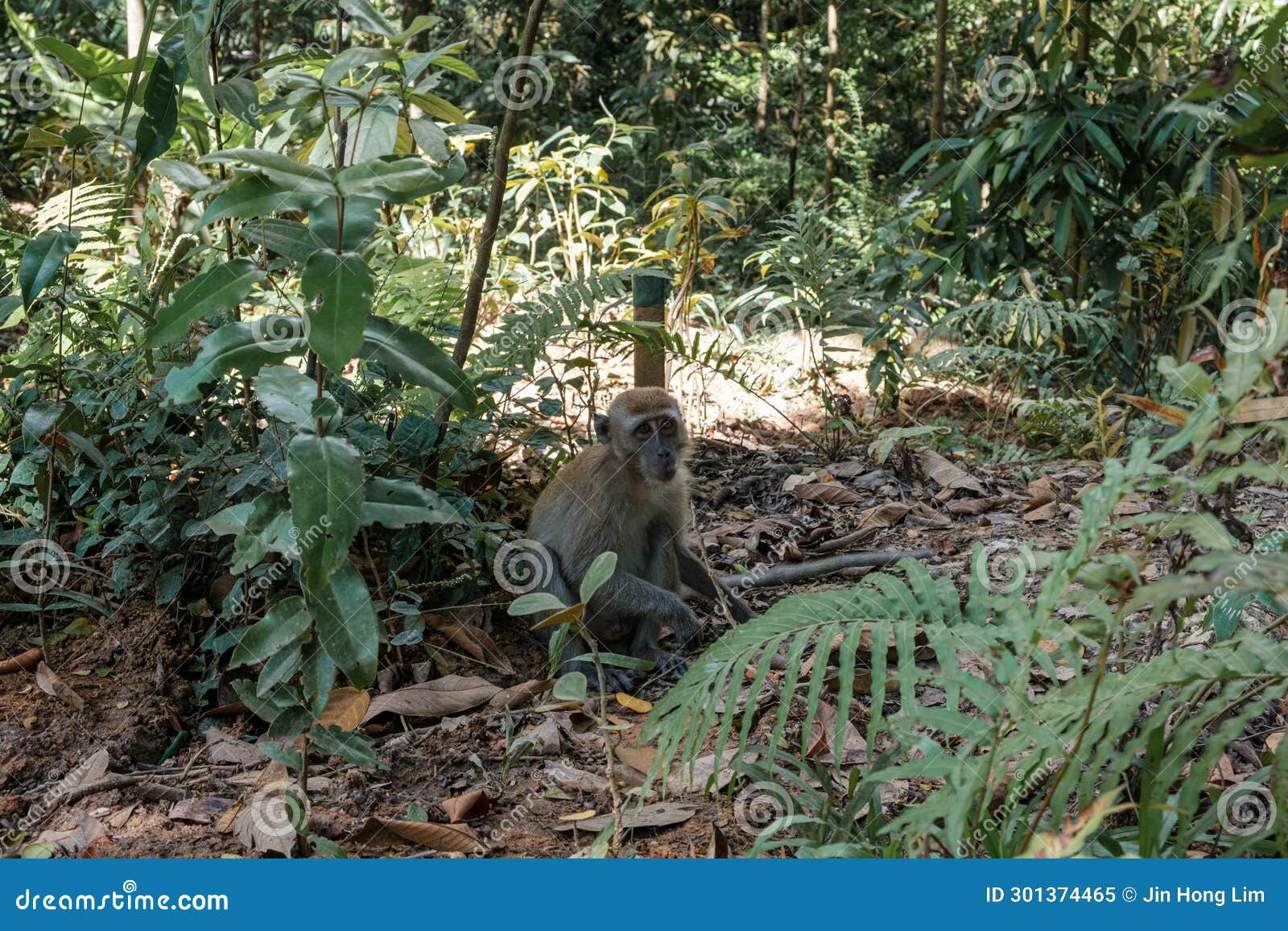 Monkey Amidst Green Plants Sitting Stock Image - Image of wildlife ...