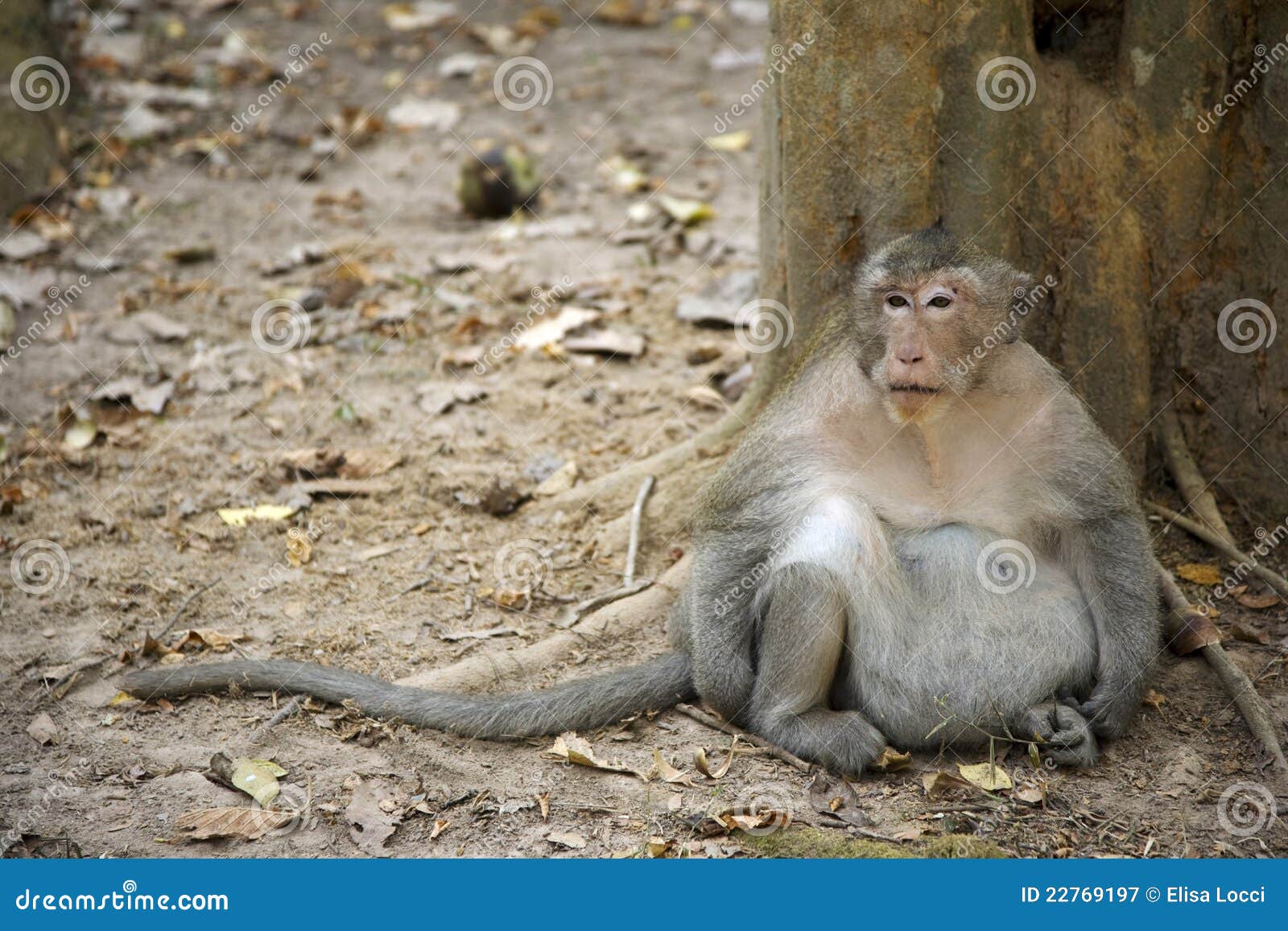 Monkey in Angkor, Cambodia stock image. Image of animal - 22769197