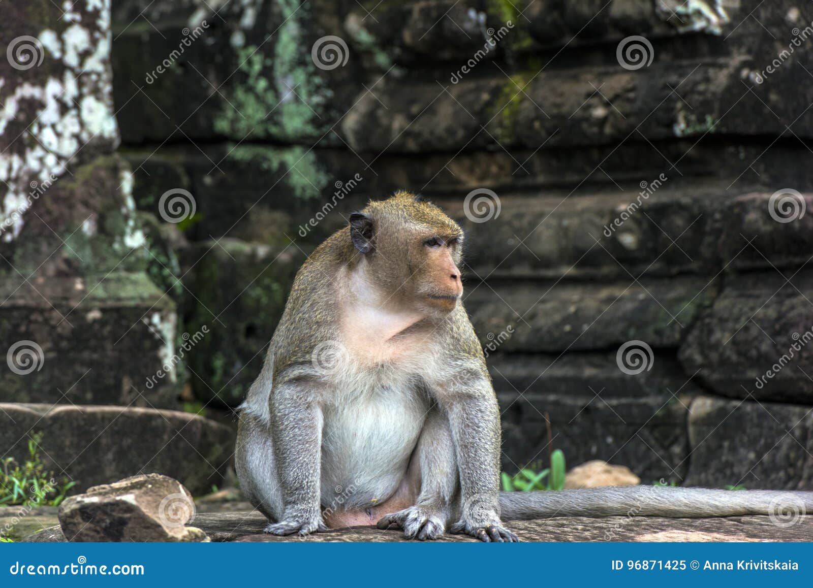 Angkor Wat monkey stock image. Image of chimpanzee, ancient - 96871425