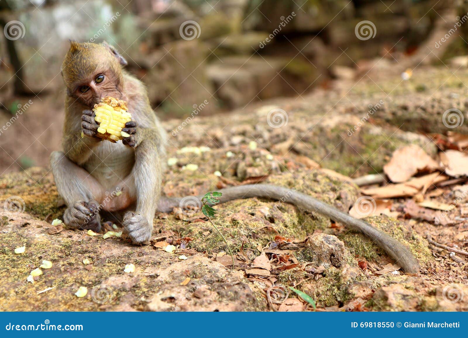Monkey at Angkor Site, Cambodia Stock Photo - Image of primate ...
