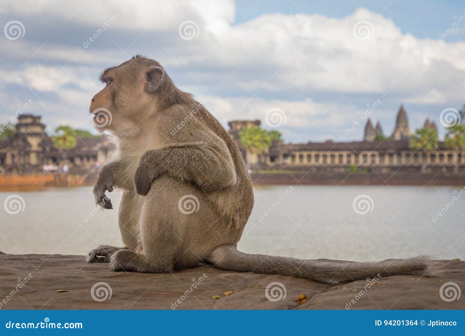 Monkey at Angkor Wat, Cambodia Stock Photo - Image of architecture ...