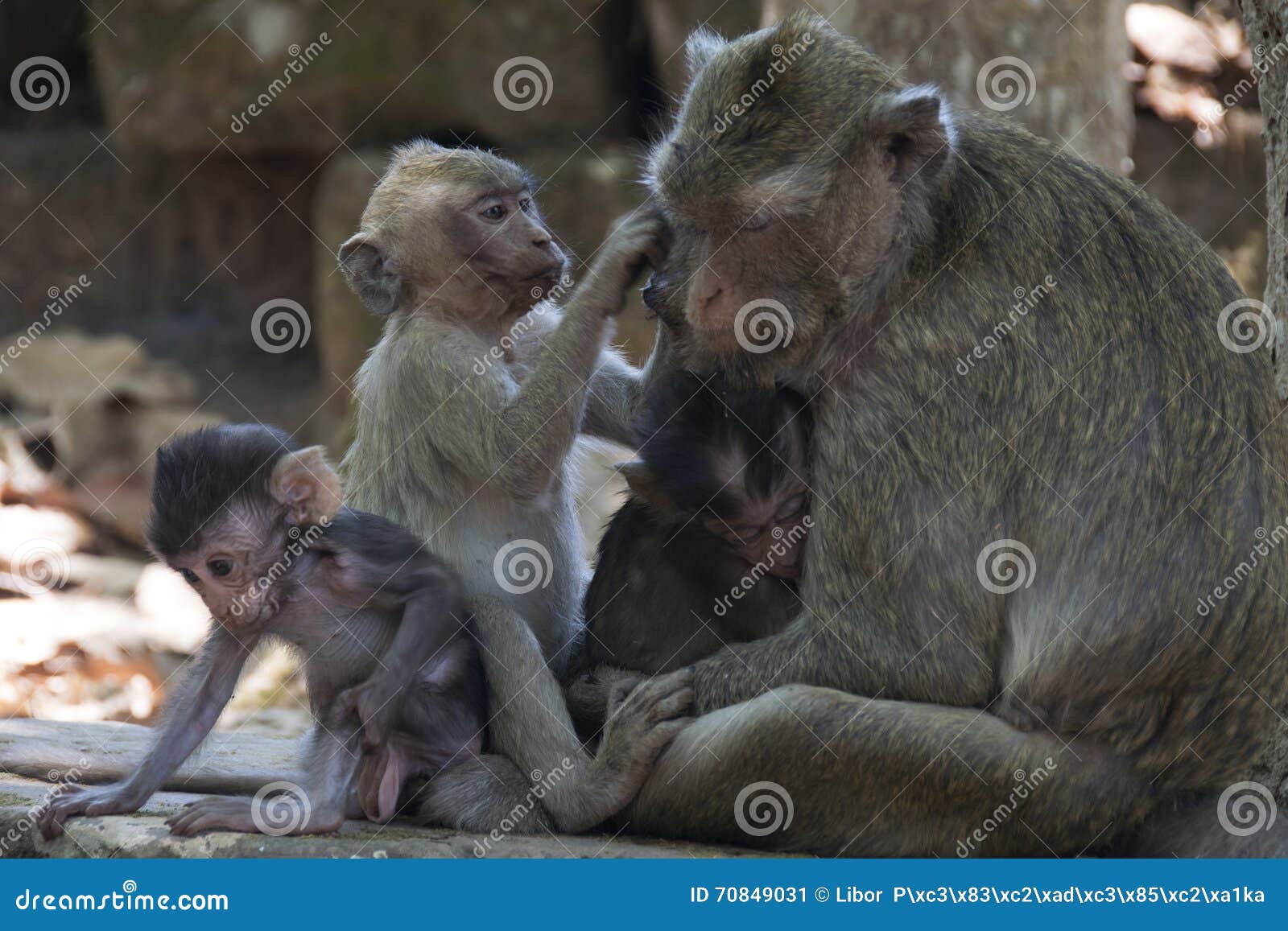 Monkey at Angkor Wat in Cambodia - Animal Stock Image - Image of ...