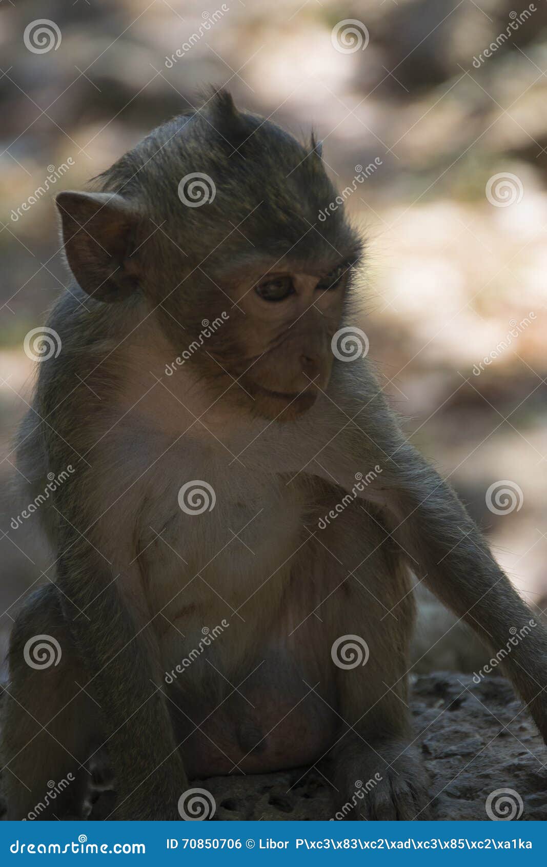 Monkey at Angkor Wat in Cambodia - Animal Stock Photo - Image of reap ...