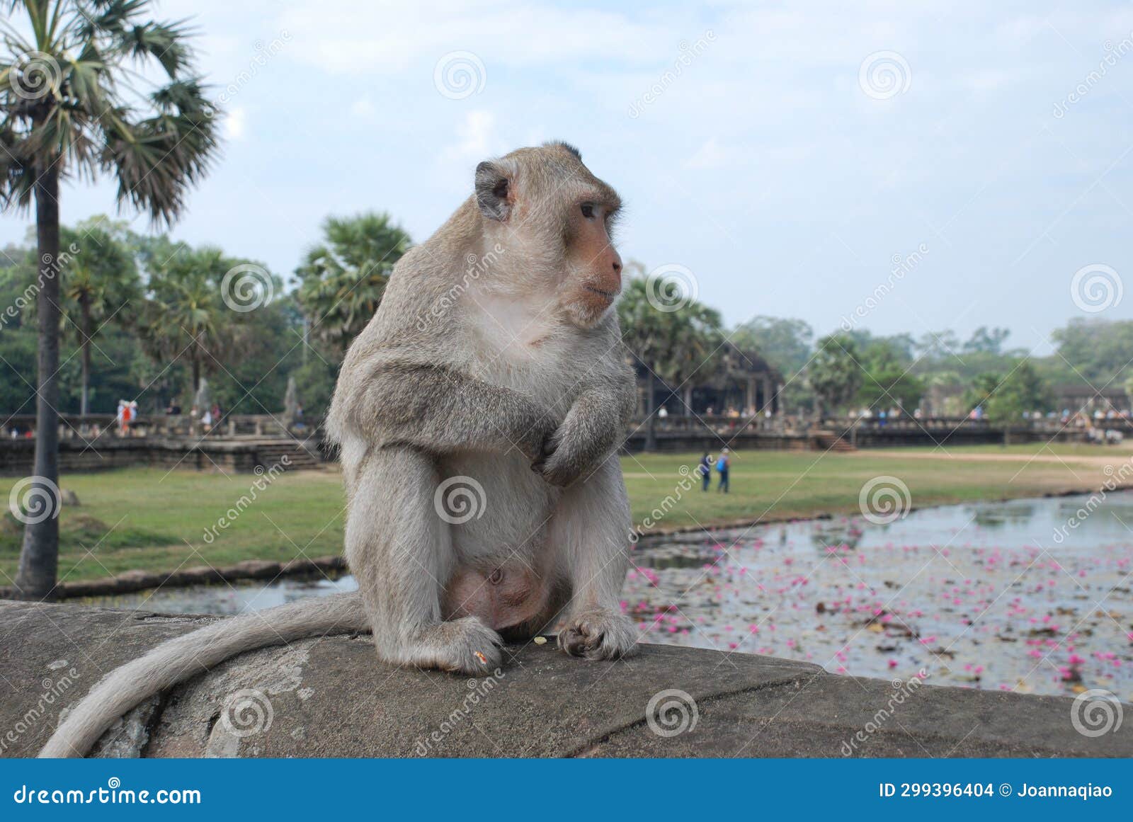 A Monkey in Angkor Wat Temple Stock Photo - Image of animal, siemreap ...