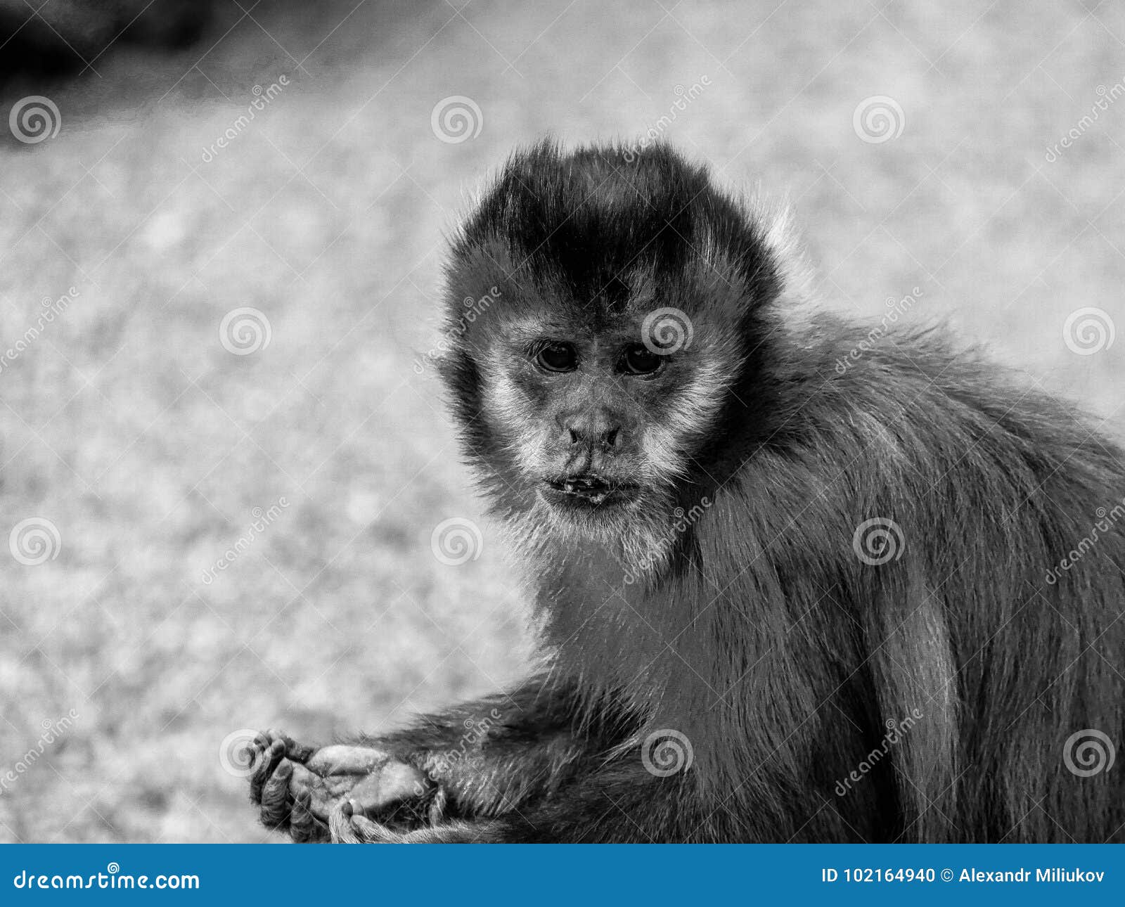 Monkey angry stock photo. Image of wildlife, capuchin - 102164940