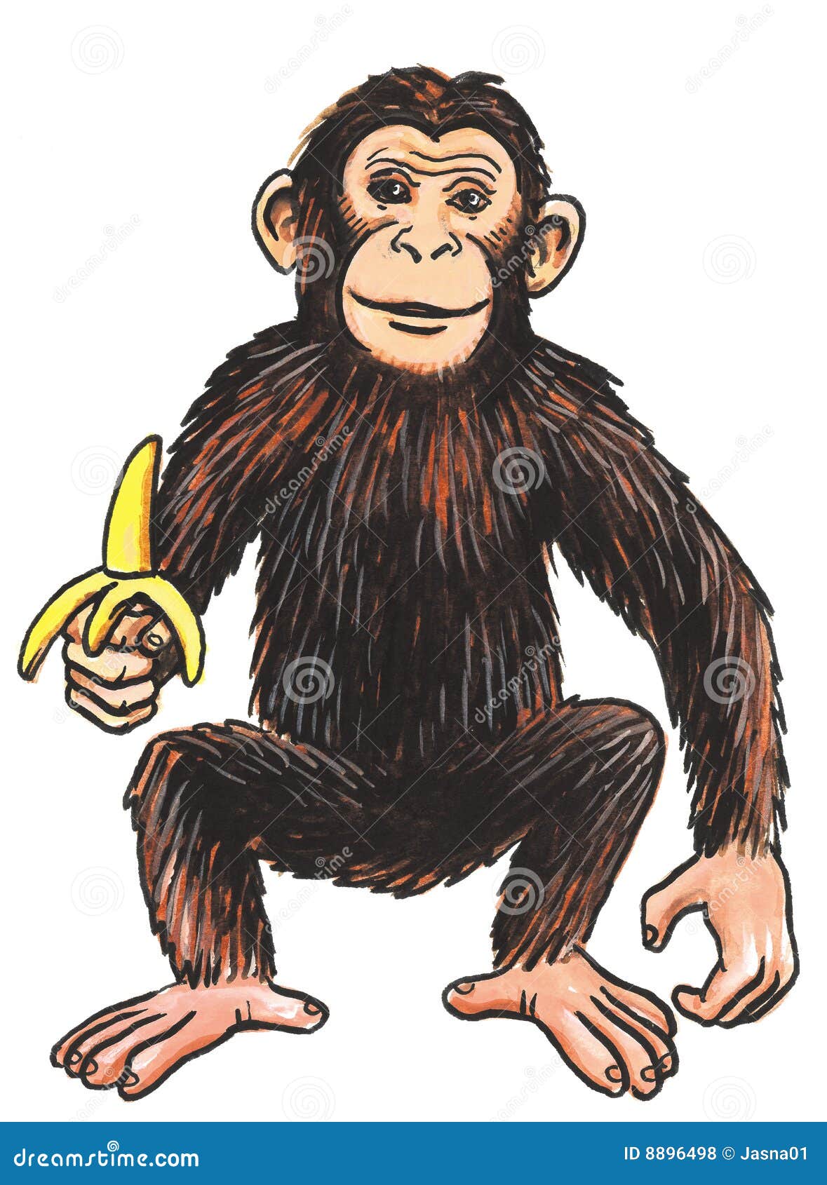 Ape, Monkey Animal Progress, Biology Human Evolution Stage ...