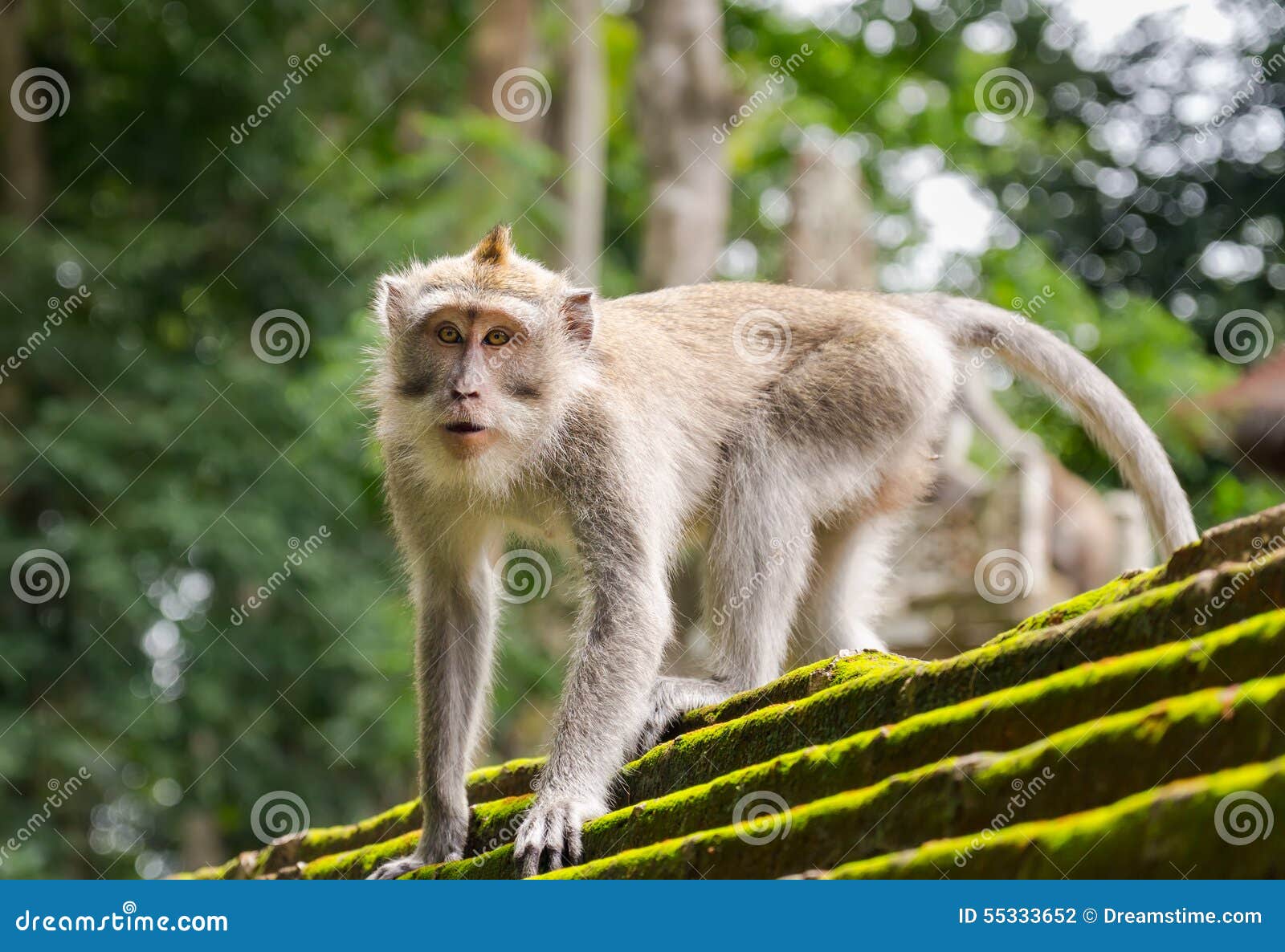 Monkey in the Animal Forest, Ubud, Bali Island. Stock Photo - Image of ...