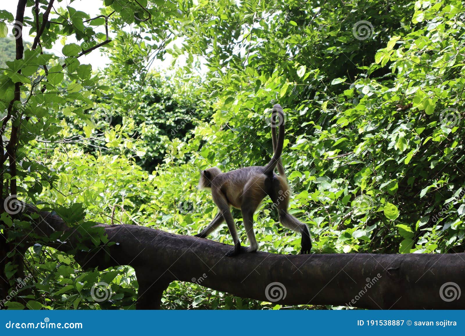 Monkey Animal Walking on the Branch of the Tree in Tropical Forest ...