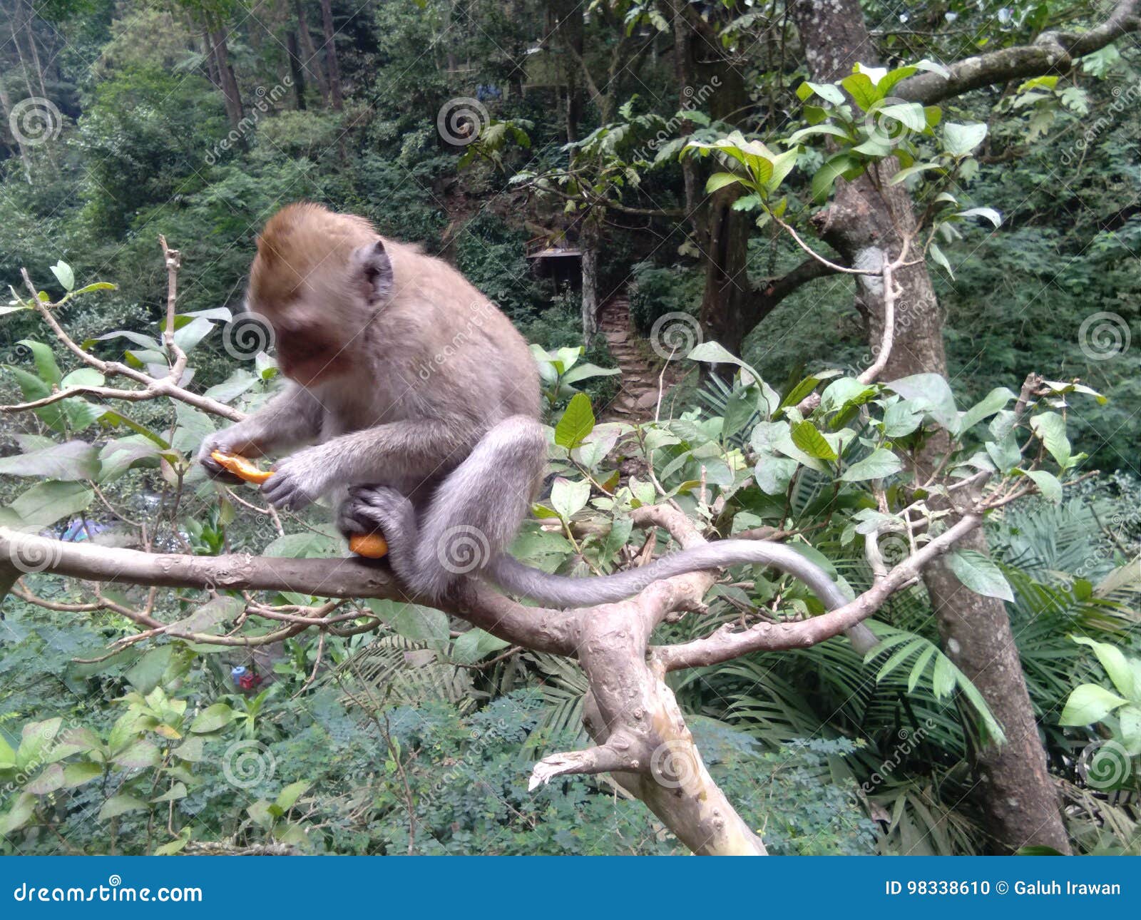 Monkey stock photo. Image of wild, life, tropic, monkey - 98338610