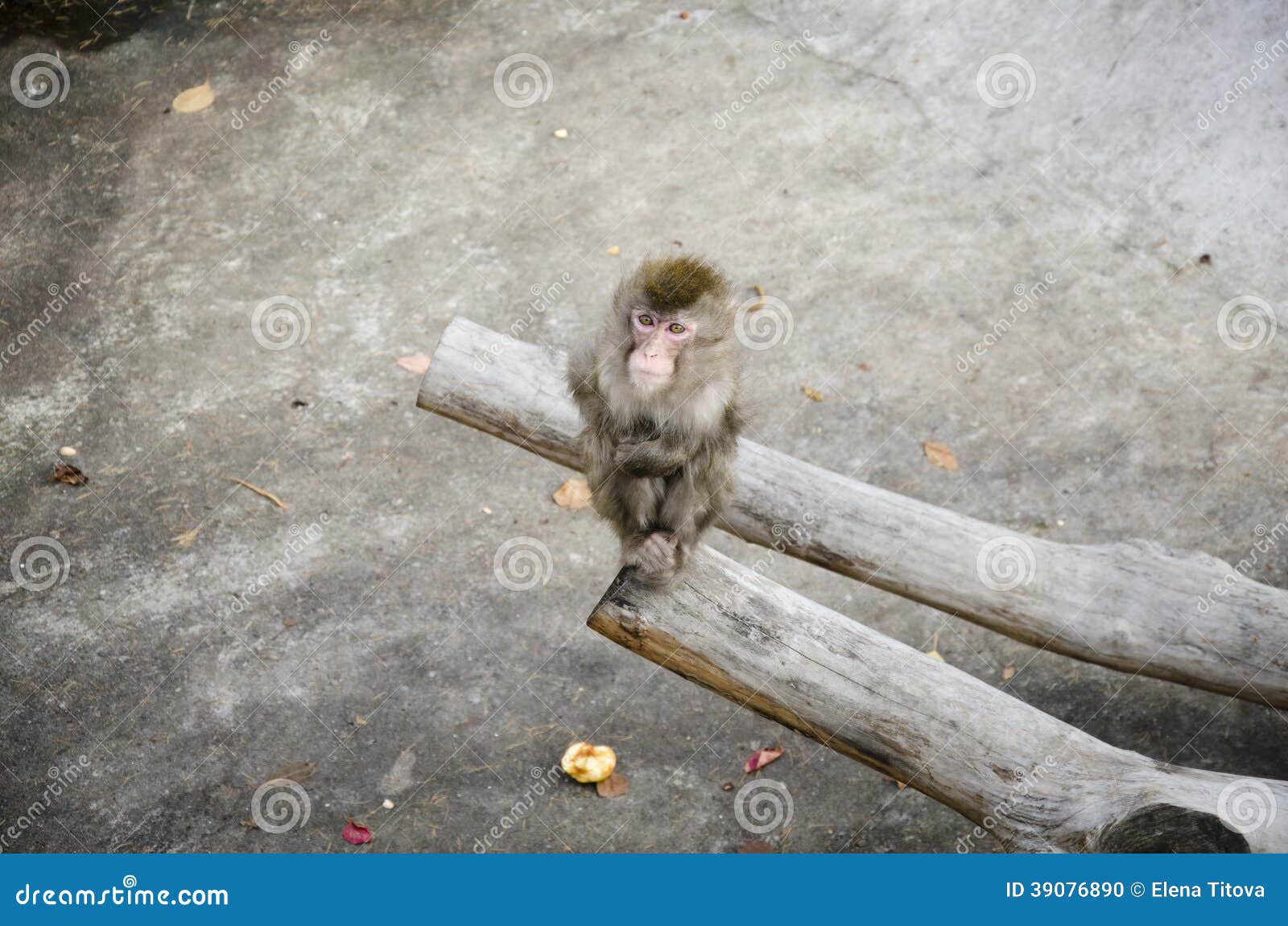 Monkey stock photo. Image of face, iron, funny, despair - 39076890