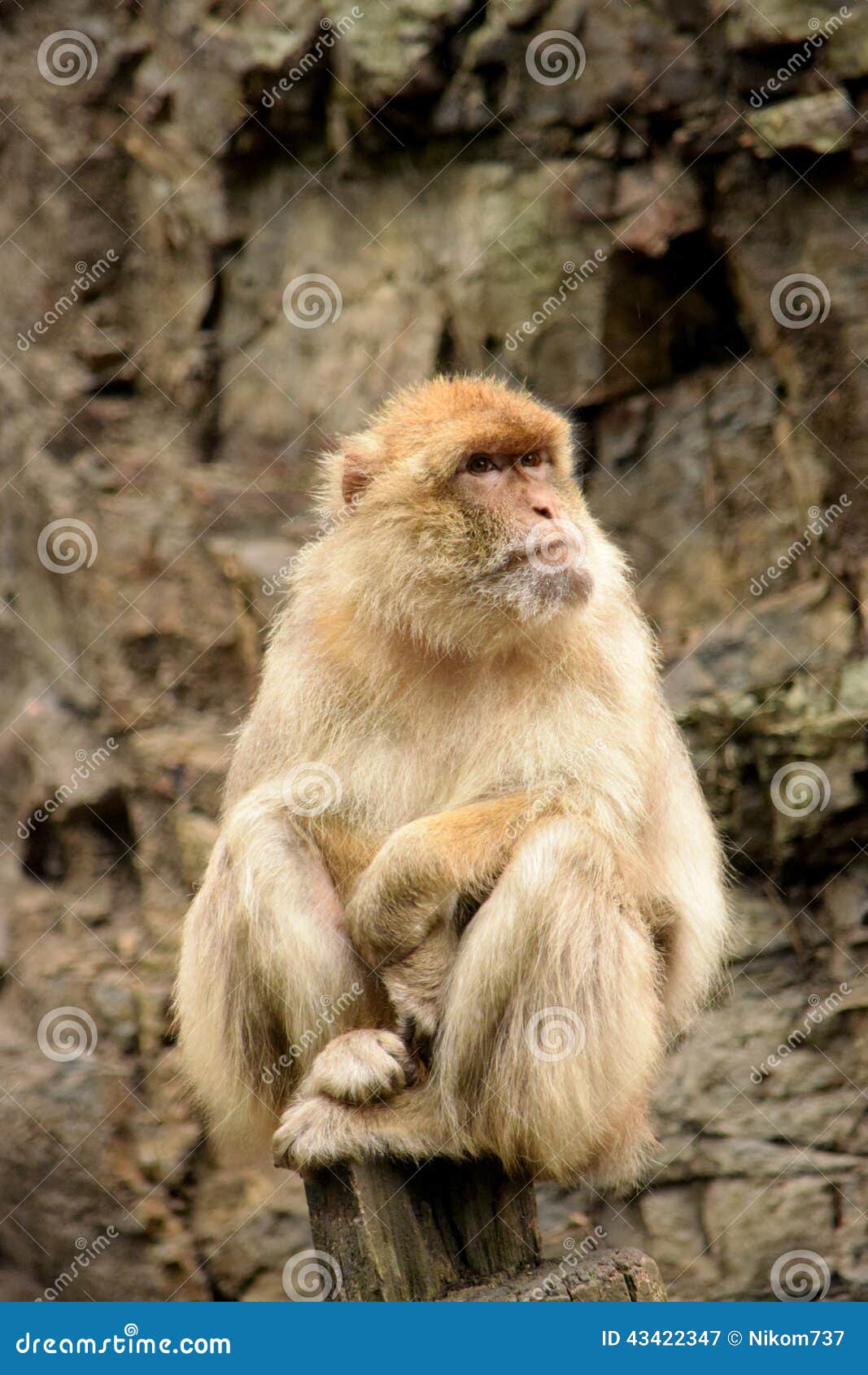 Monkey stock image. Image of wildlife, nature, summer - 43422347
