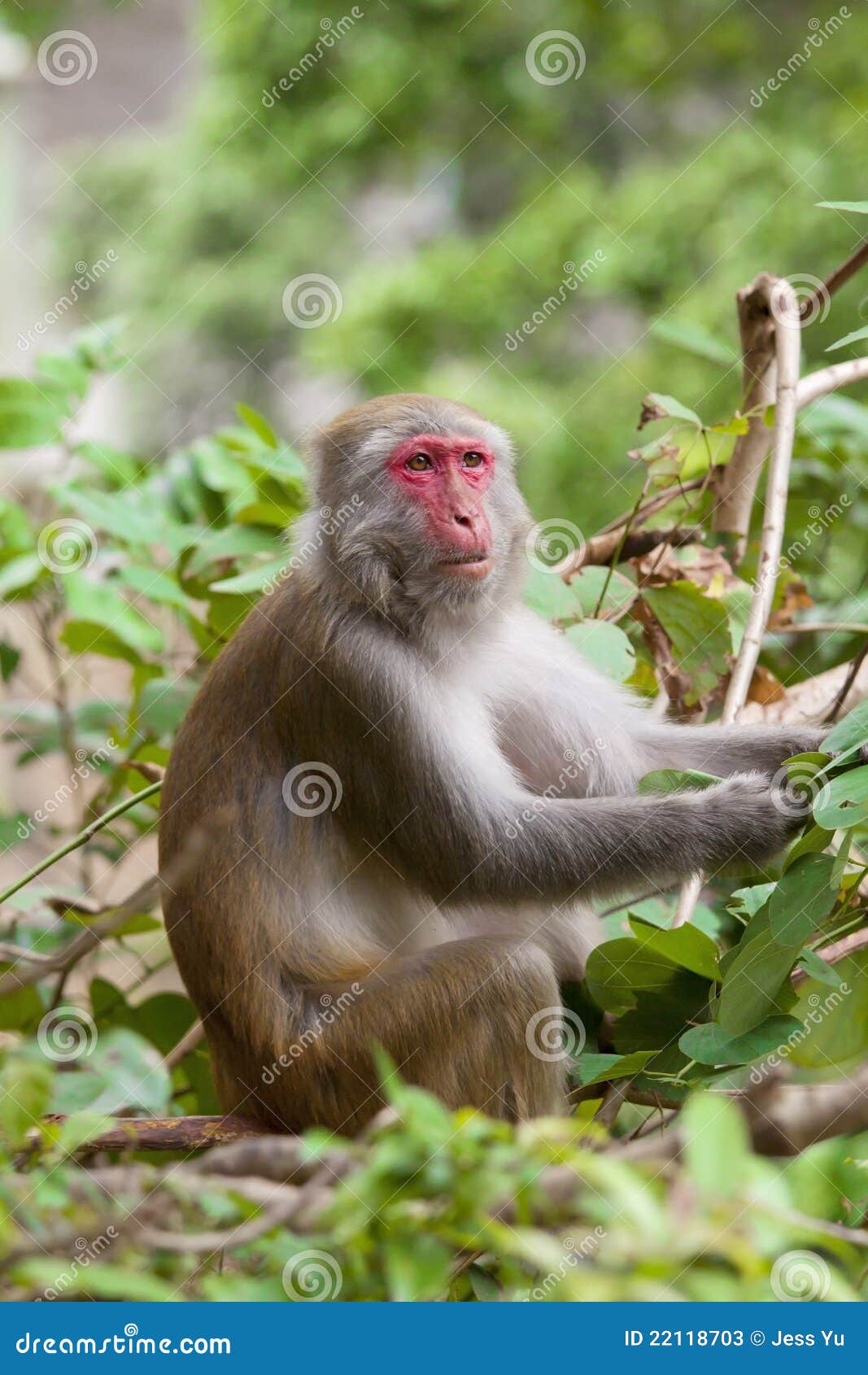 Monkey Ape Eating the Seeds Stock Image - Image of green, asian: 22118703