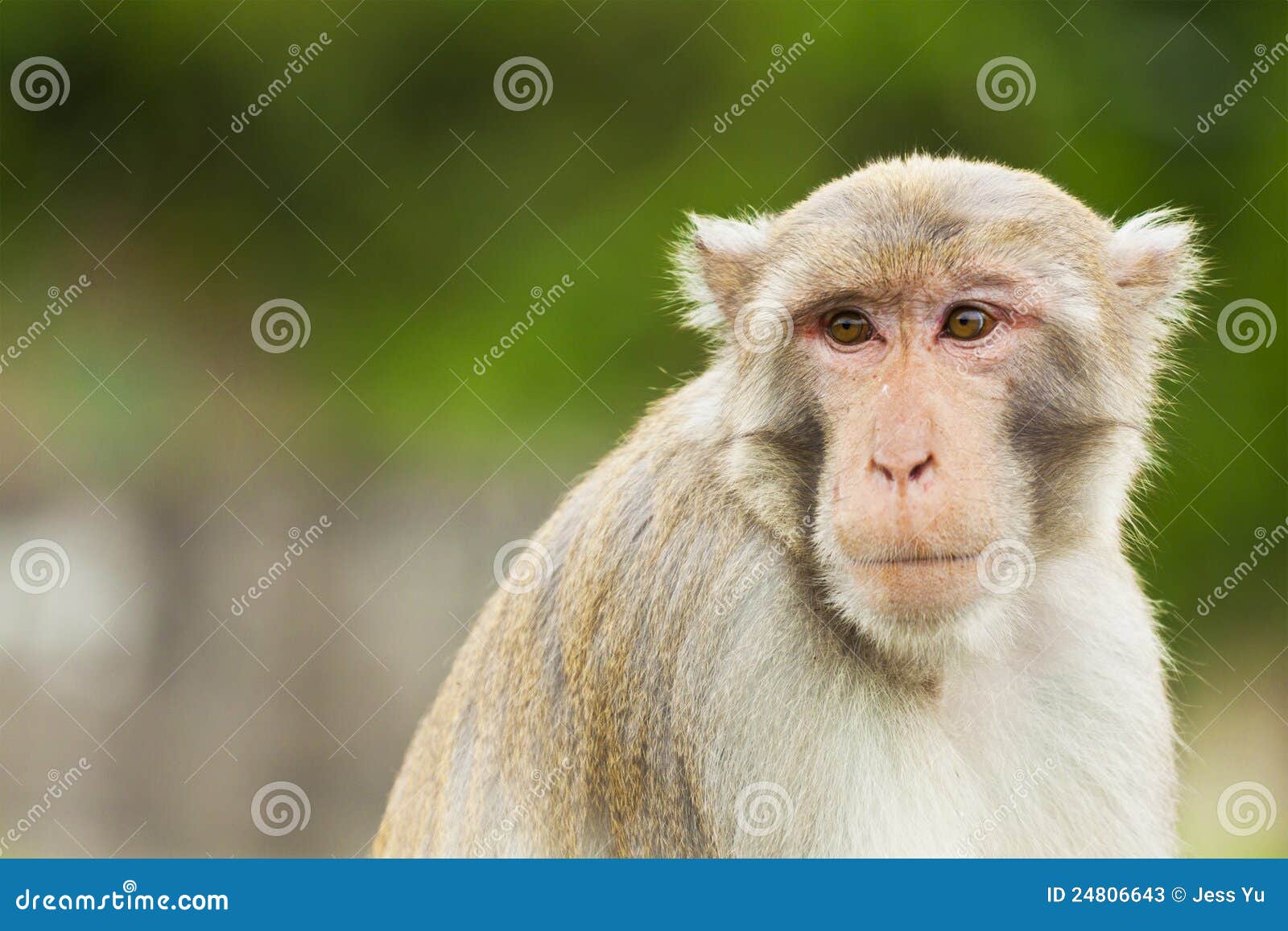 Monkey ape looking stock image. Image of eyes, nose, camera - 24806643