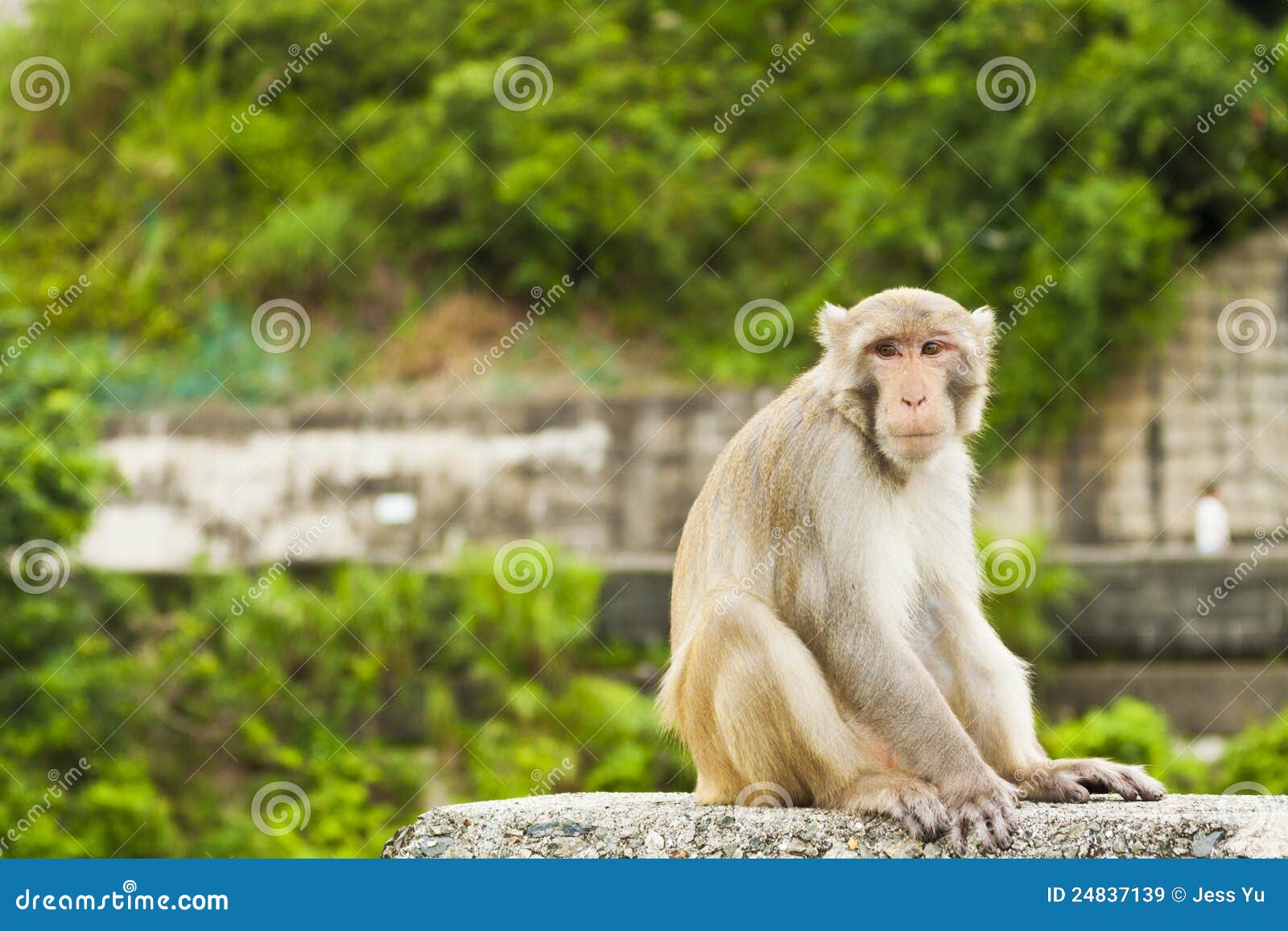 Monkey Ape Sitting and Looking Stock Image - Image of blue, color: 24837139