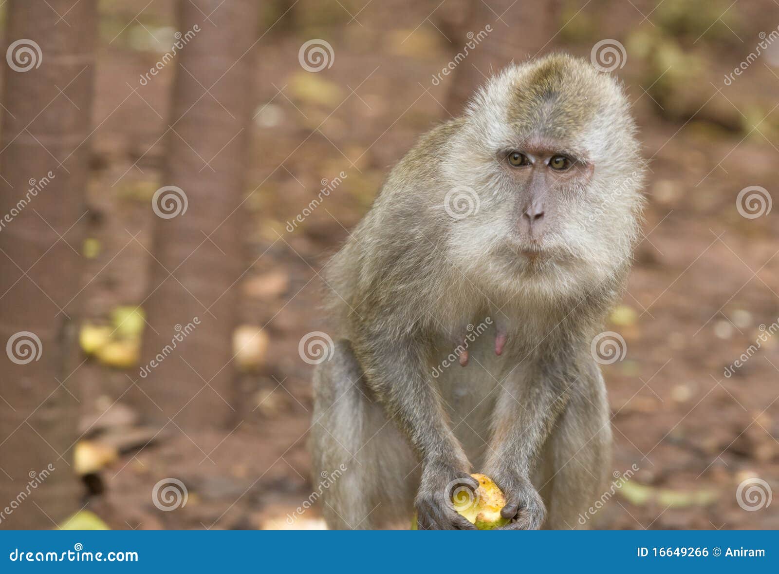 Monkey with apple stock photo. Image of safari, horizontal - 16649266