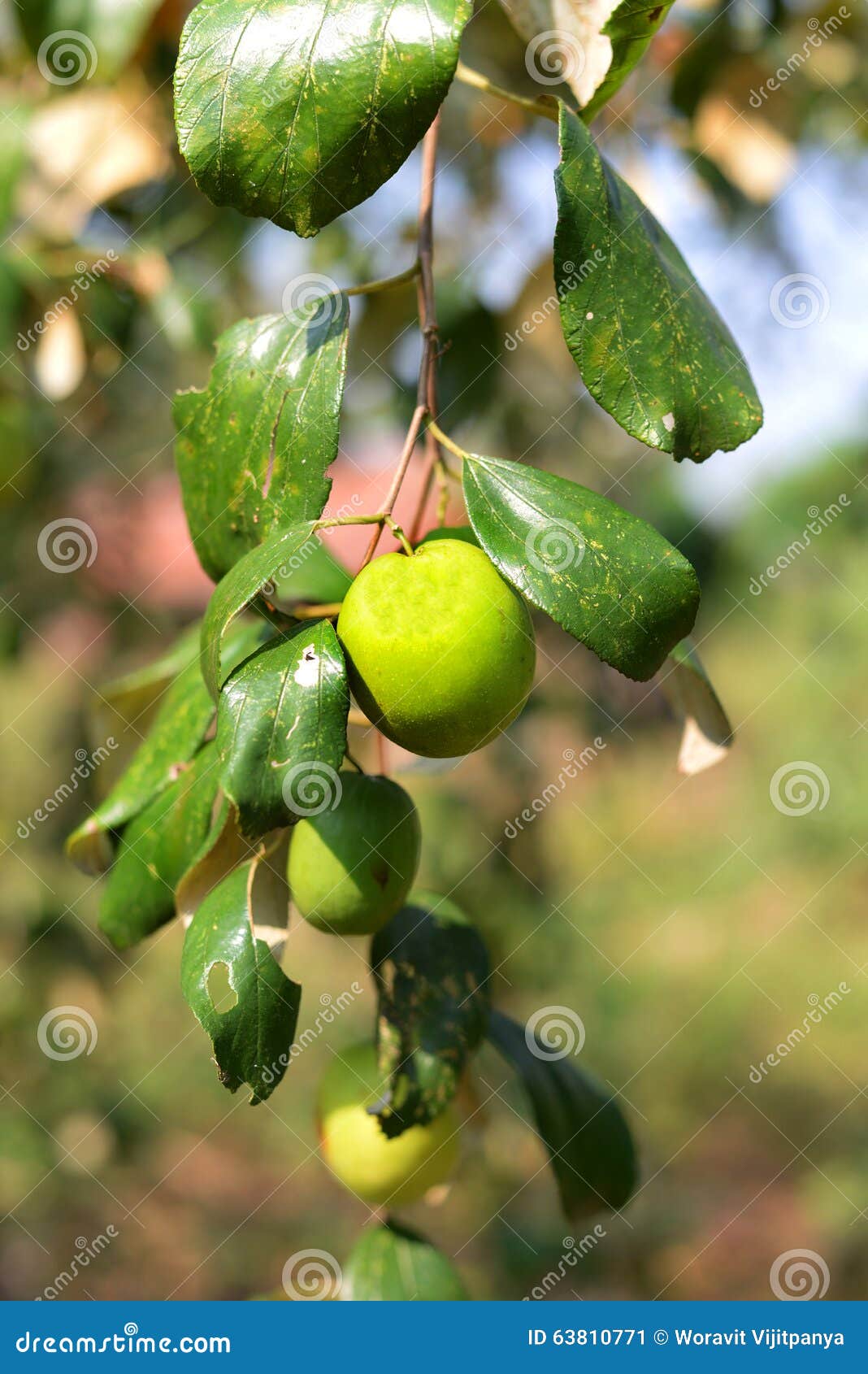 Monkey apple stock image. Image of group, healthy, sweet - 63810771
