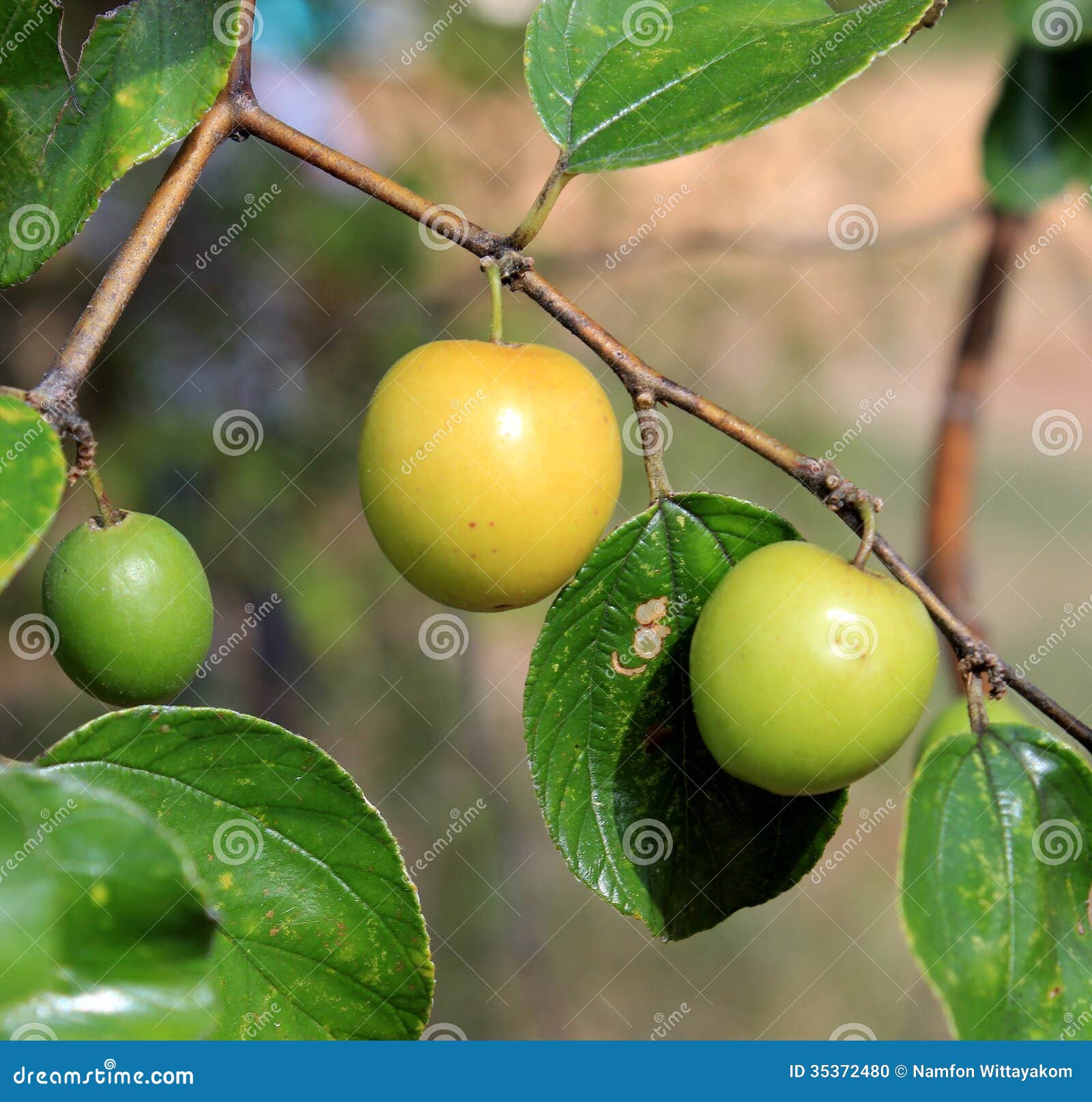 Monkey apple. stock photo. Image of yellow, juicy, leaves - 35372480