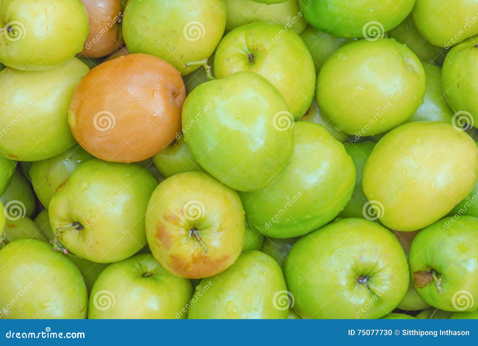 Monkey apple stock photo. Image of agriculture, apple - 75077730