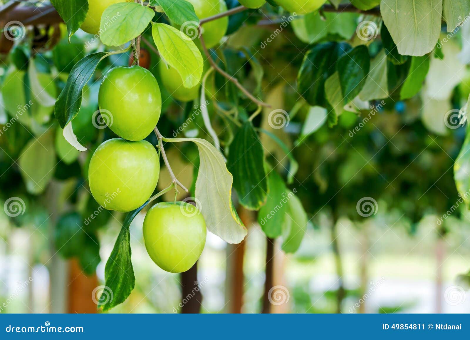 Monkey apple fruits stock image. Image of mauritiana - 49854811