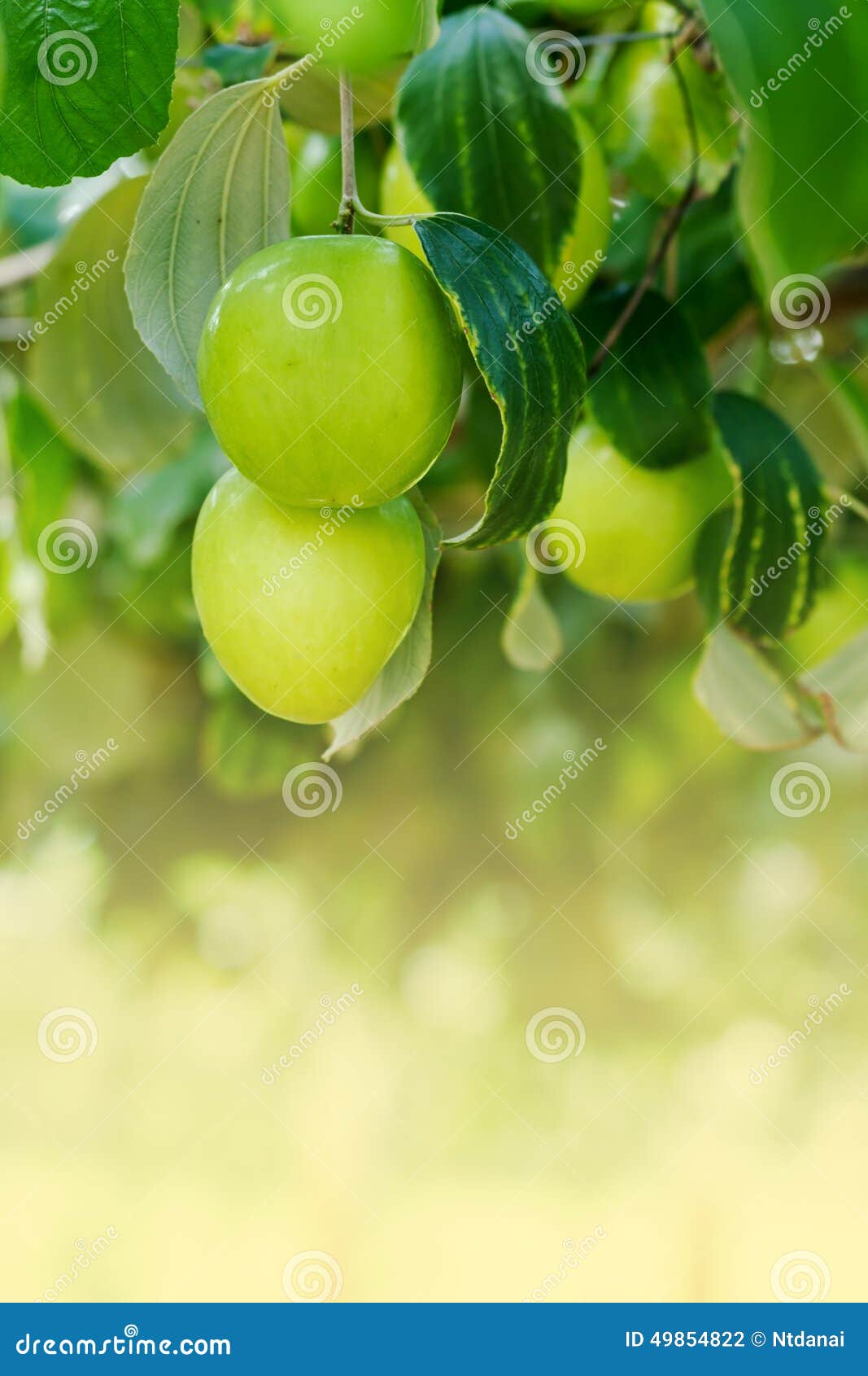 Monkey apple fruits stock photo. Image of detail, monkey - 49854822