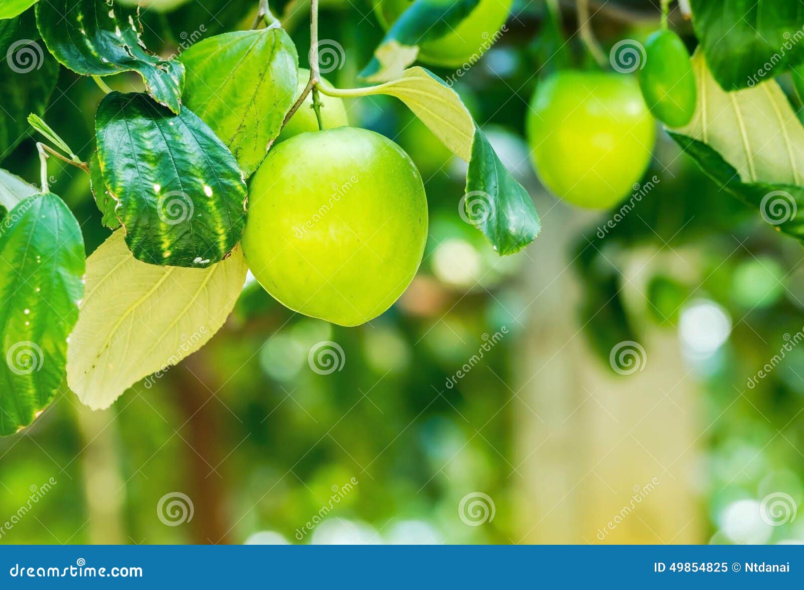 Monkey apple fruits stock image. Image of detail, food - 49854825