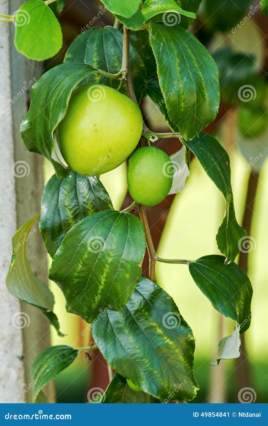 Monkey apple fruits stock image. Image of fresh, ball - 49854841