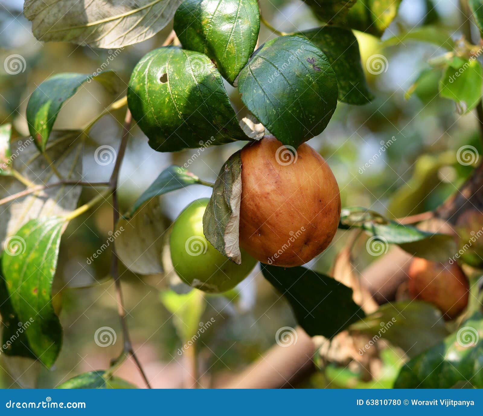 Monkey apple ripe stock photo. Image of apple, natural - 63810780