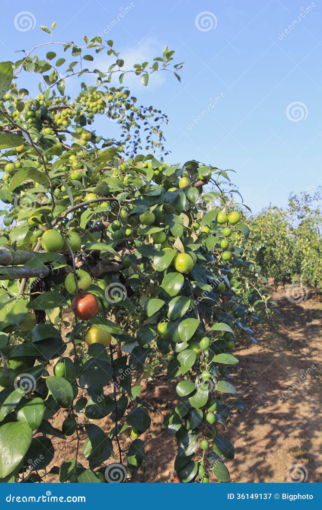 Monkey apple on the tree stock image. Image of healthy - 36149137