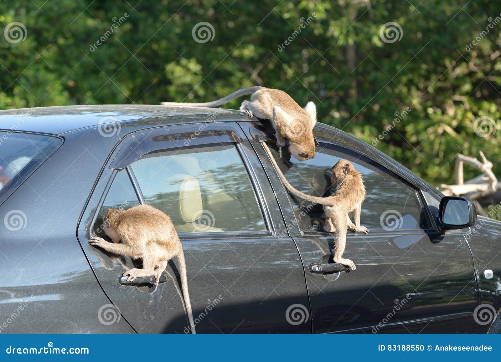 Monkey attack car stock photo. Image of face, animal - 83188550