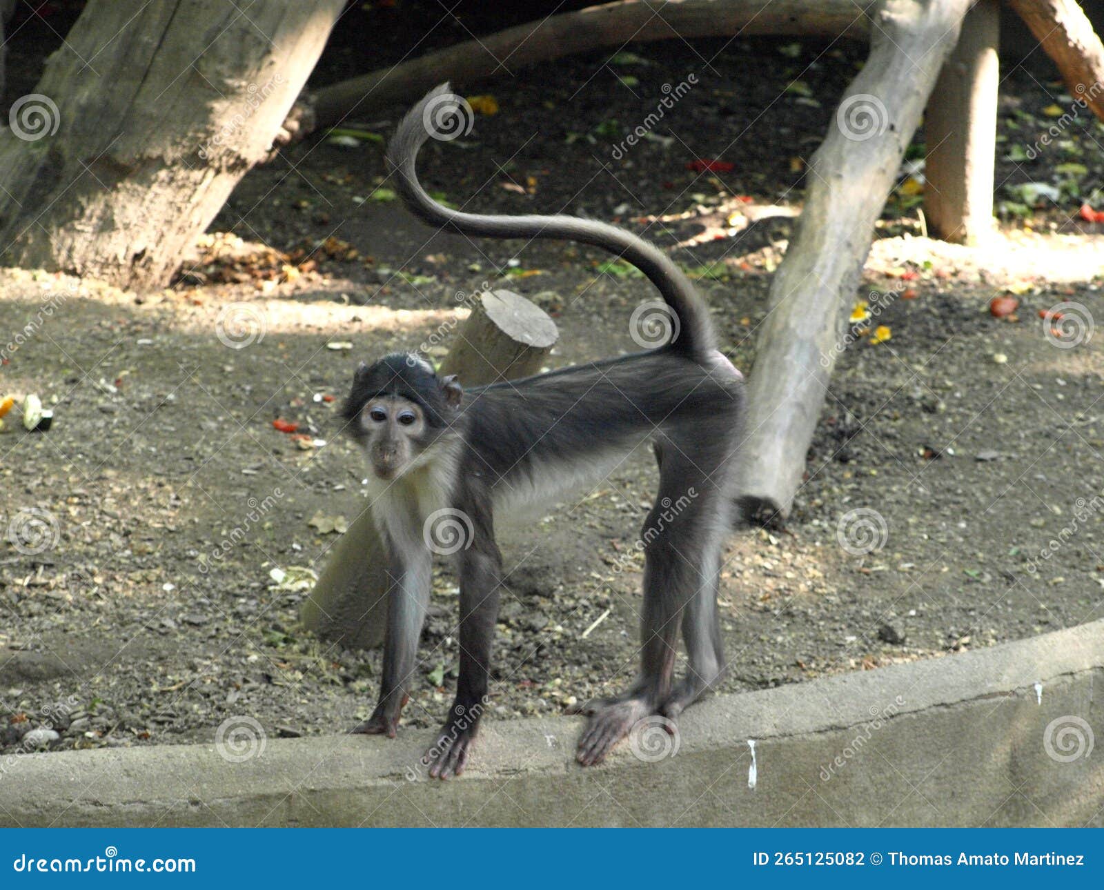 Monkey attack position stock photo. Image of macaque - 265125082