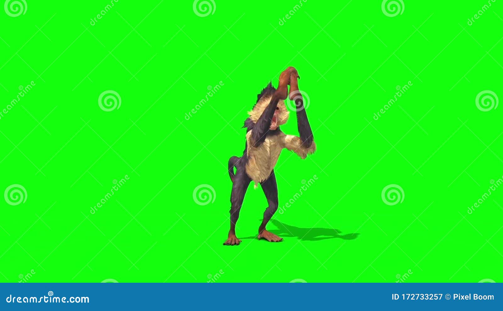 Monkey Attacks Green Screen 3D Rendering Animation Stock Video - Video ...