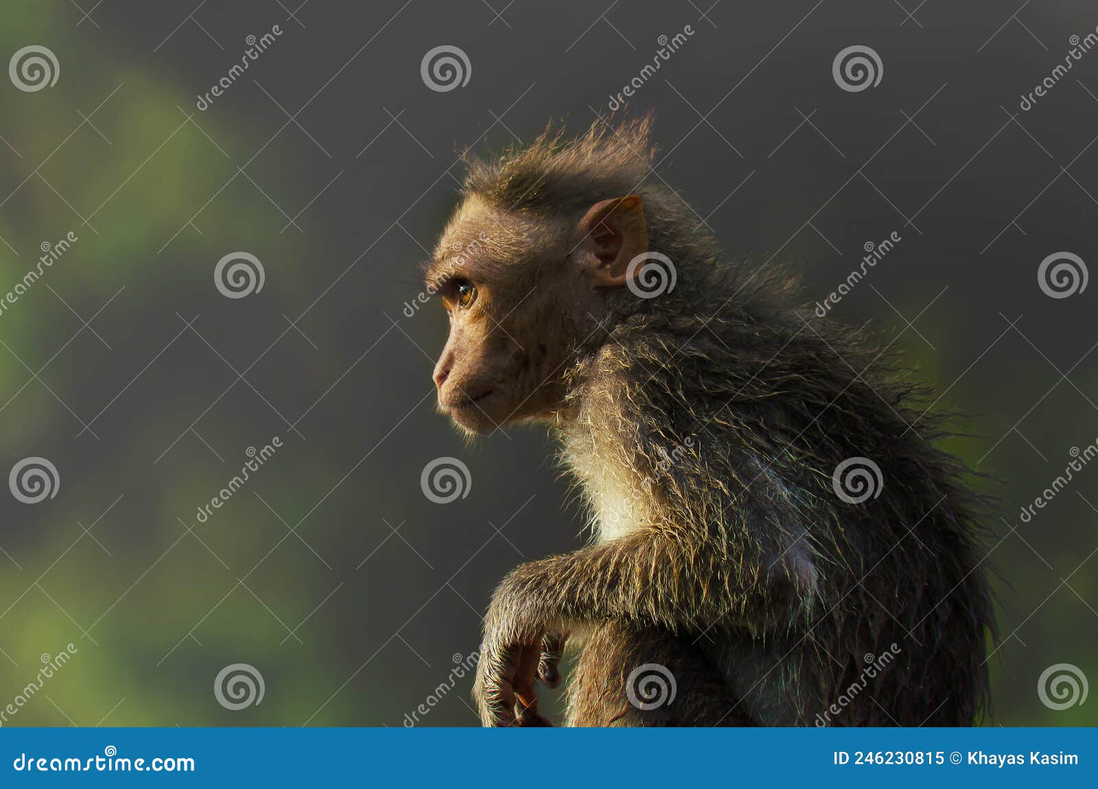 A monkey with an attitude stock image. Image of looks - 246230815