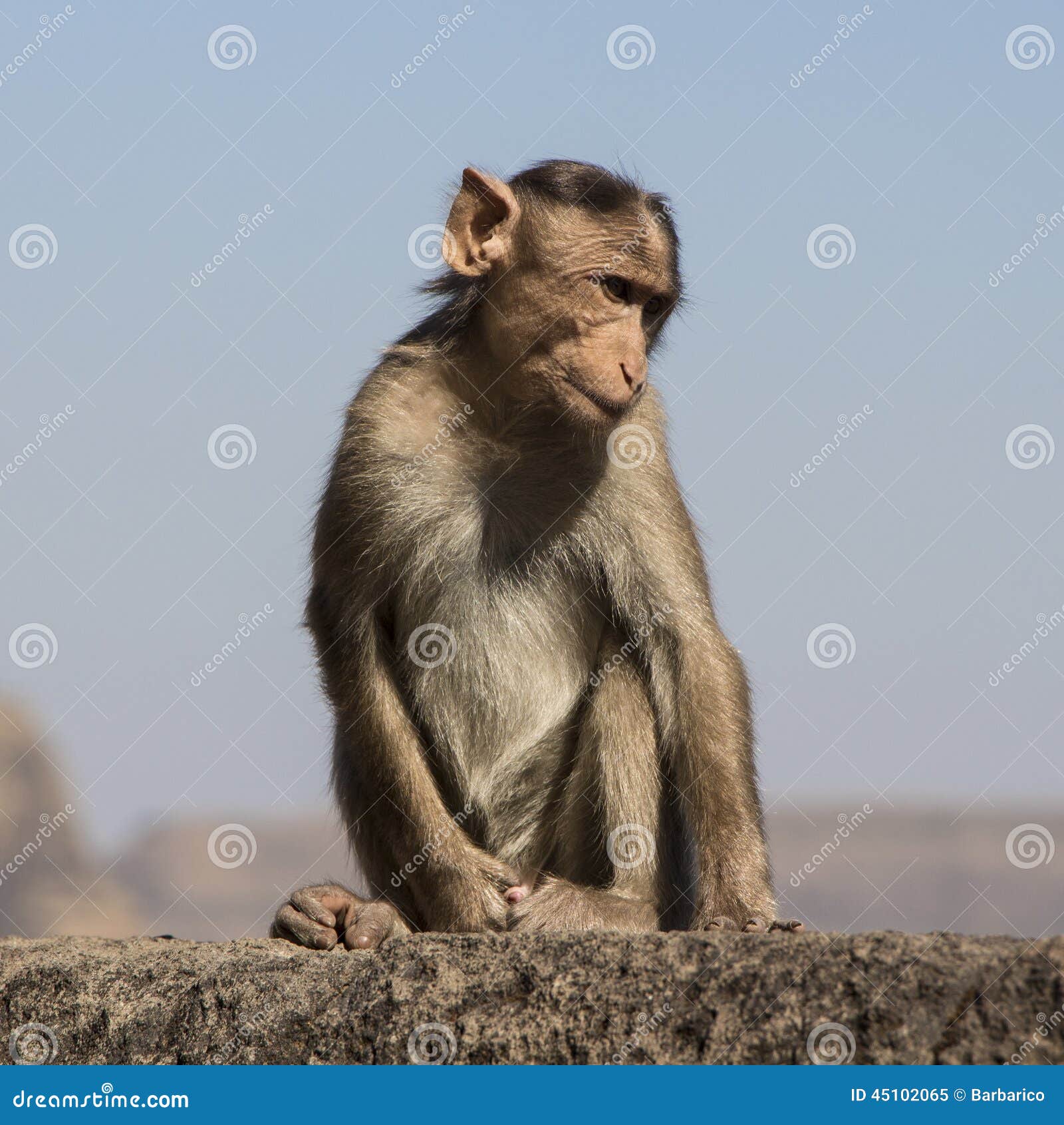 Monkey with attitude stock image. Image of south, asia - 45102065