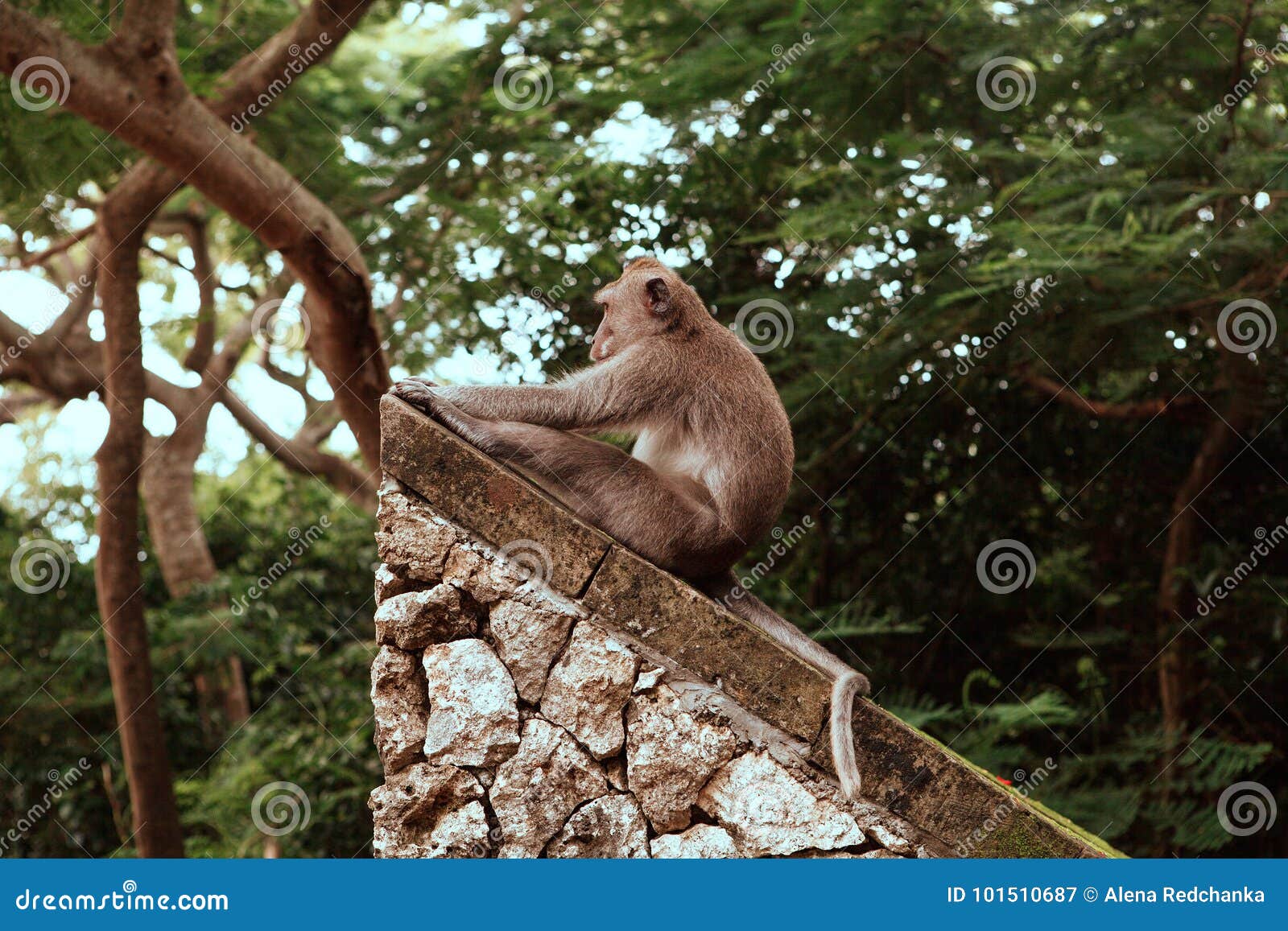 Monkey Attraction, Have Fun and Slide Down Stock Image - Image of ...