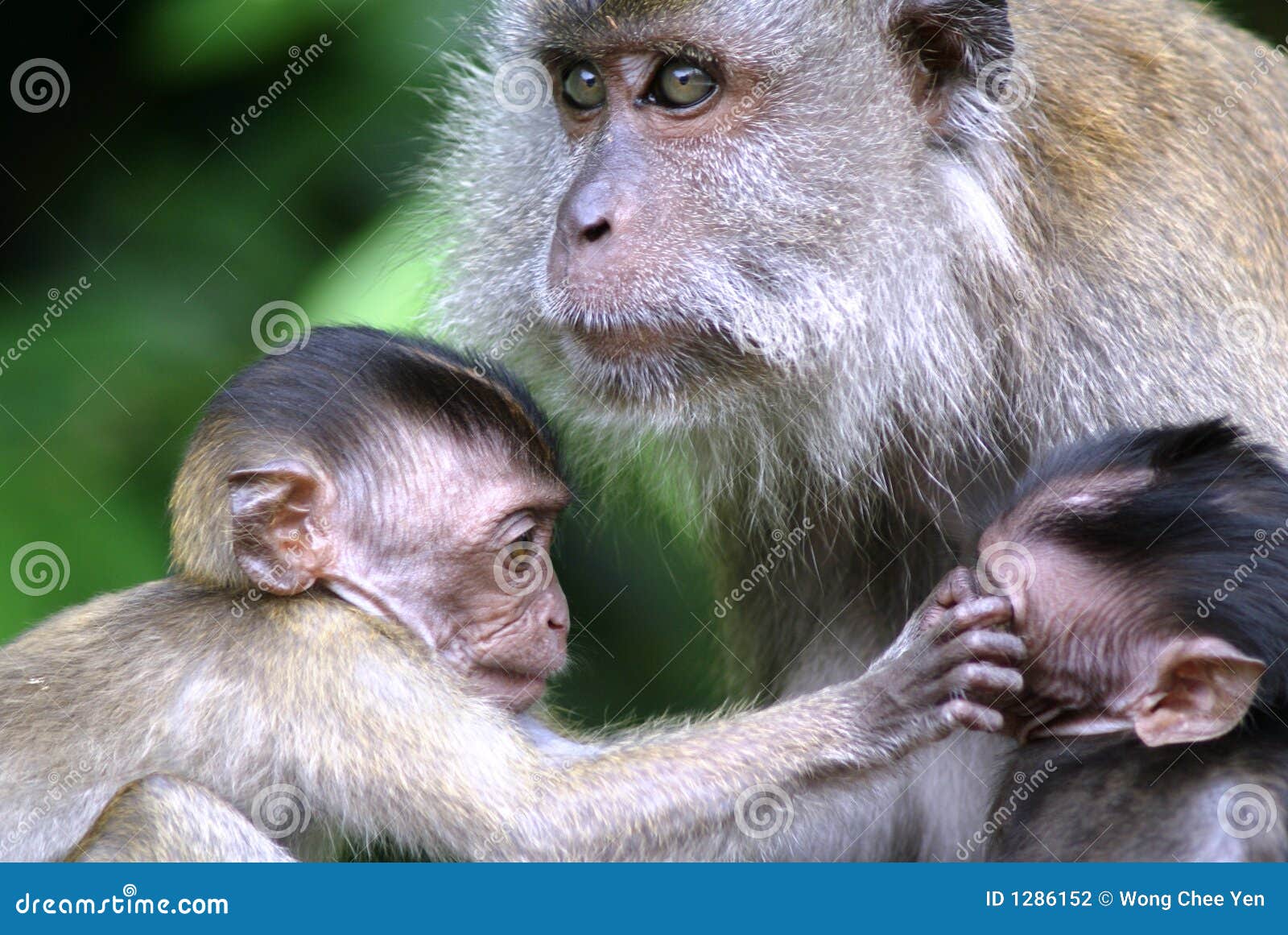 Monkey babies and mother stock photo. Image of baby, looking - 1286152
