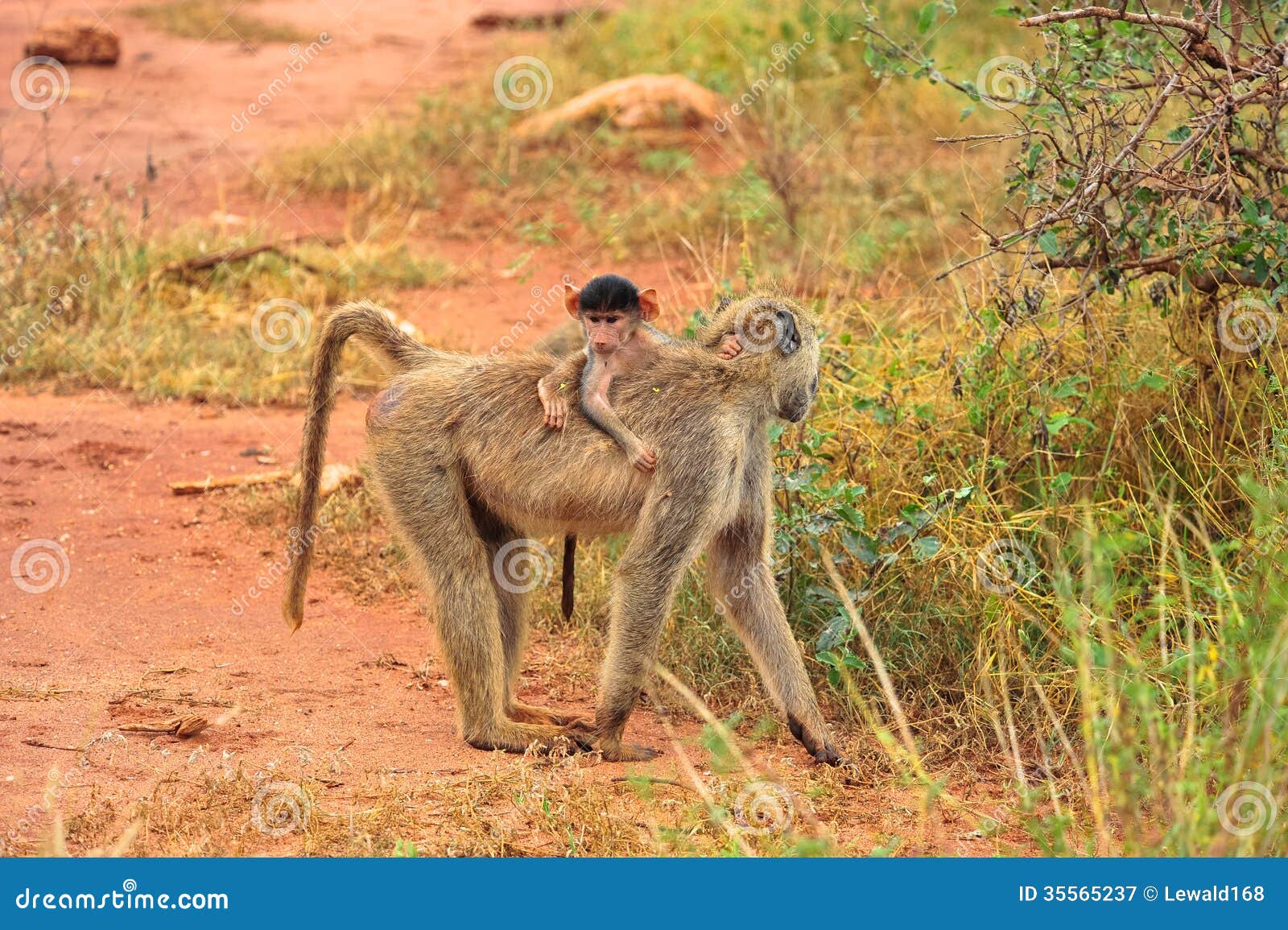 Monkey stock image. Image of nature, africa, holiday - 35565237