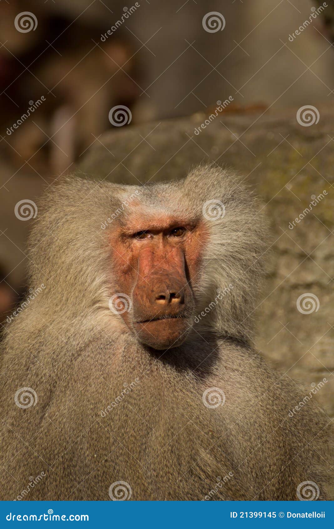 Monkey Baboon looking stock image. Image of primate, africa - 21399145