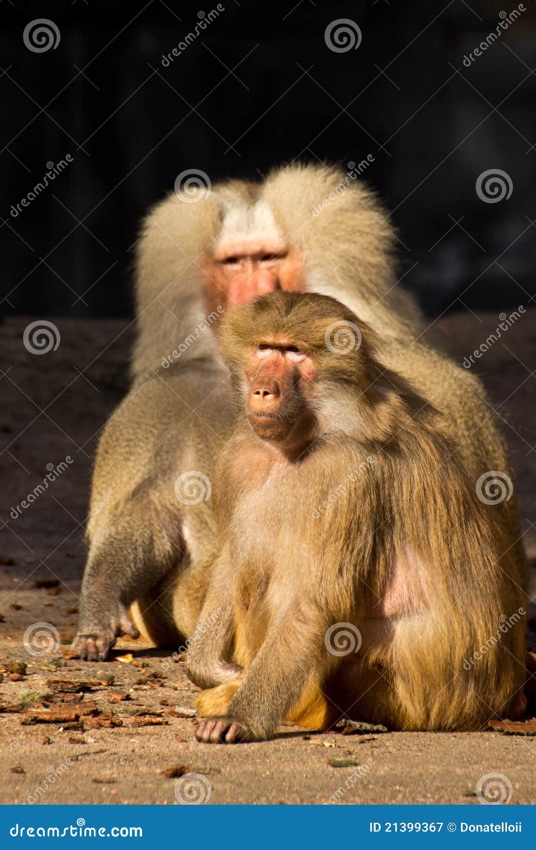 Monkey Baboon Looking Serious Stock Image - Image of mammal, wildlife ...