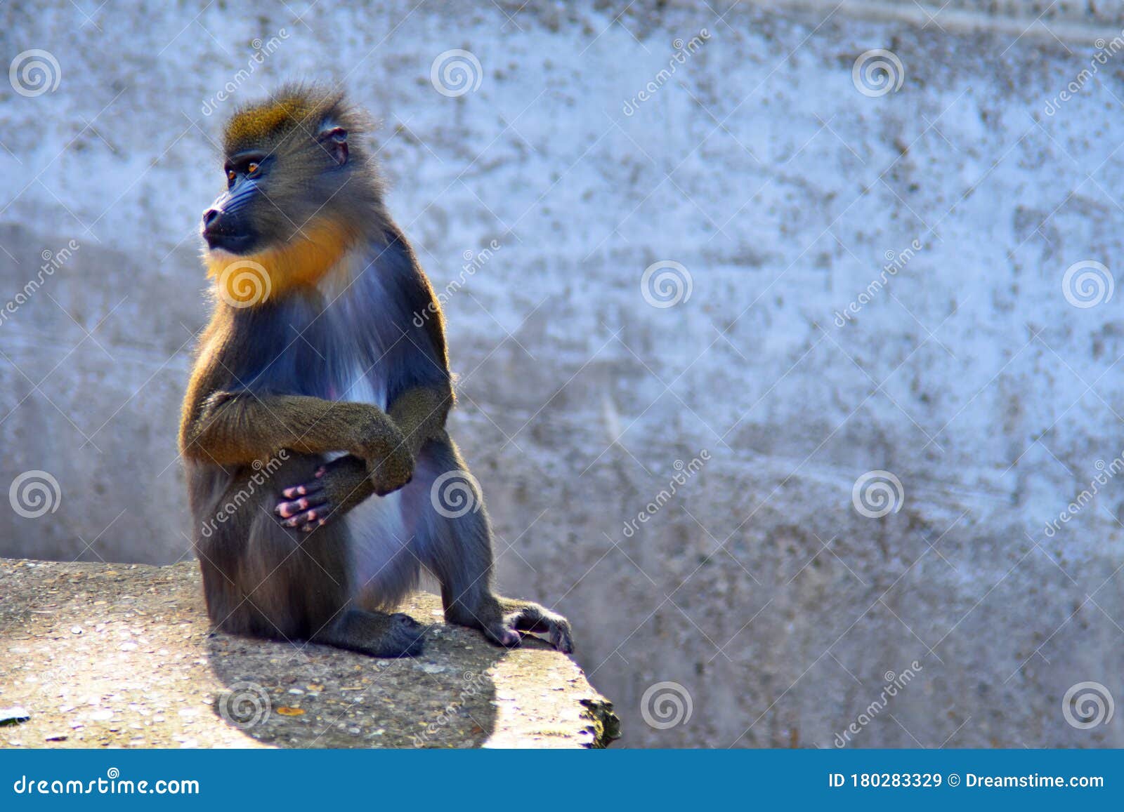 Monkey Baboon in the Natural Environment Looks Away Stock Image - Image ...