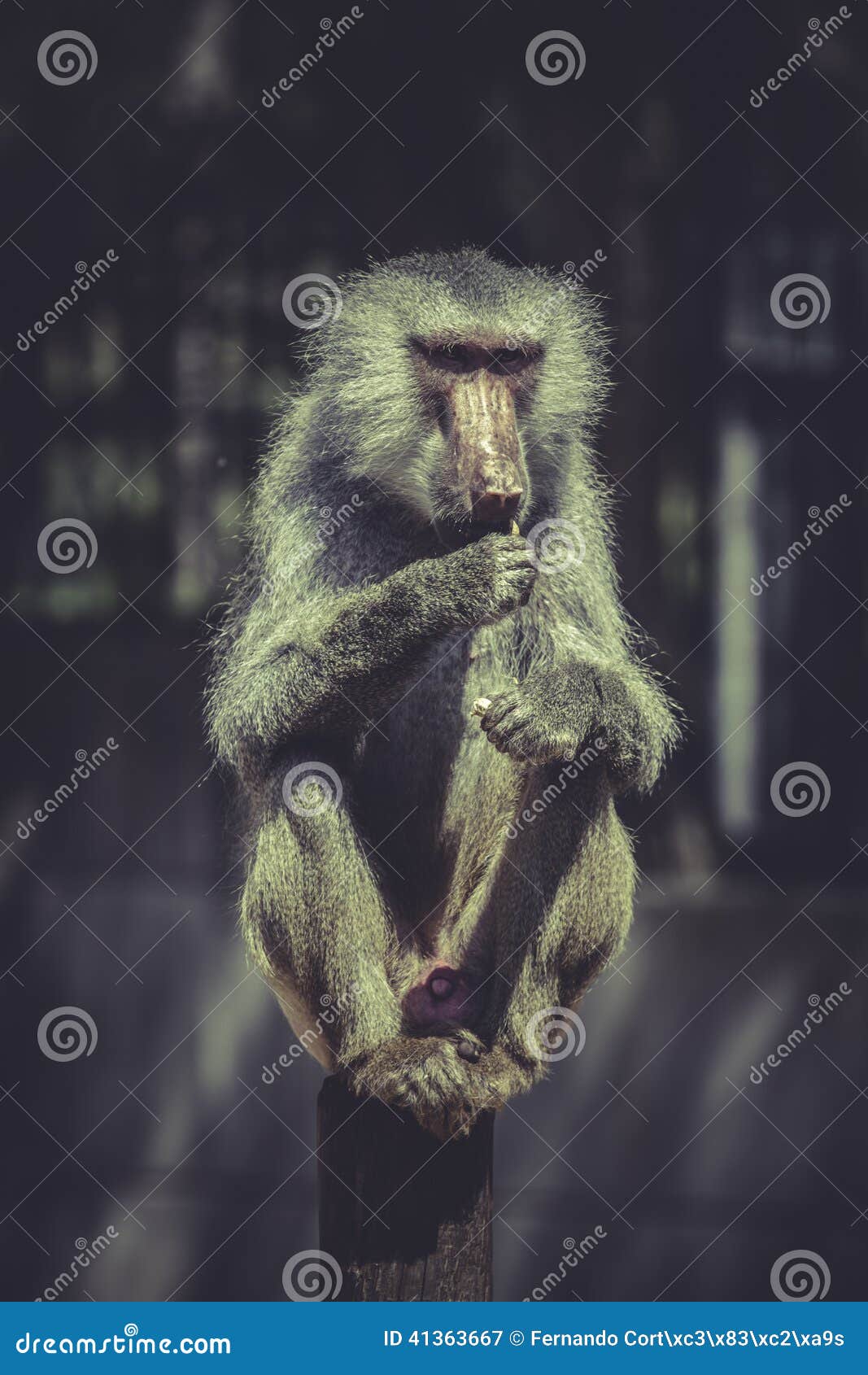 Monkey, Baboon (Papio Hamadryas Ursinus), Male Stock Image - Image of ...
